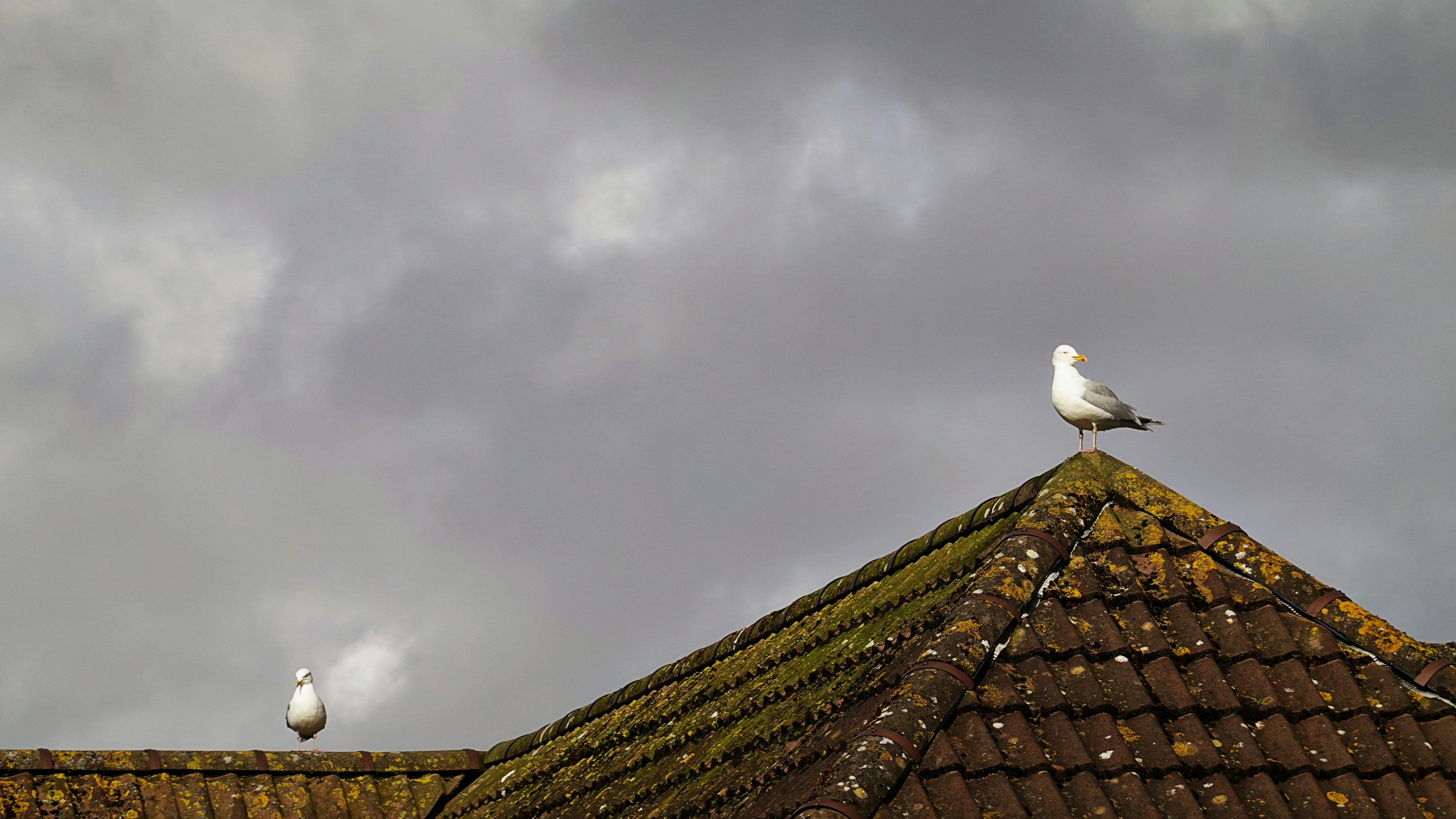 Seabird Watch from a Mossy Roof Peak