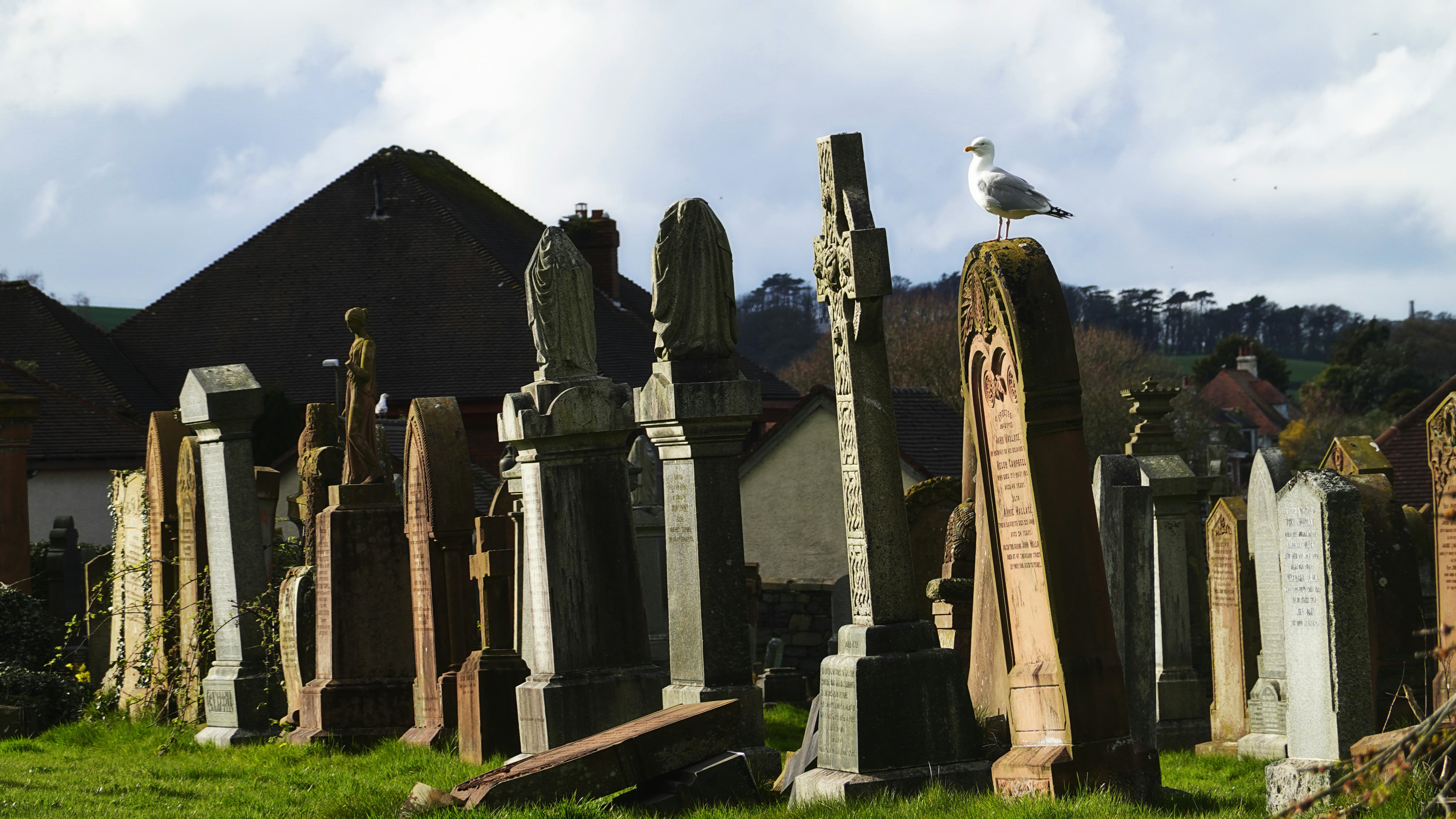 Seagull Sentinel Above Timeworn Graves
