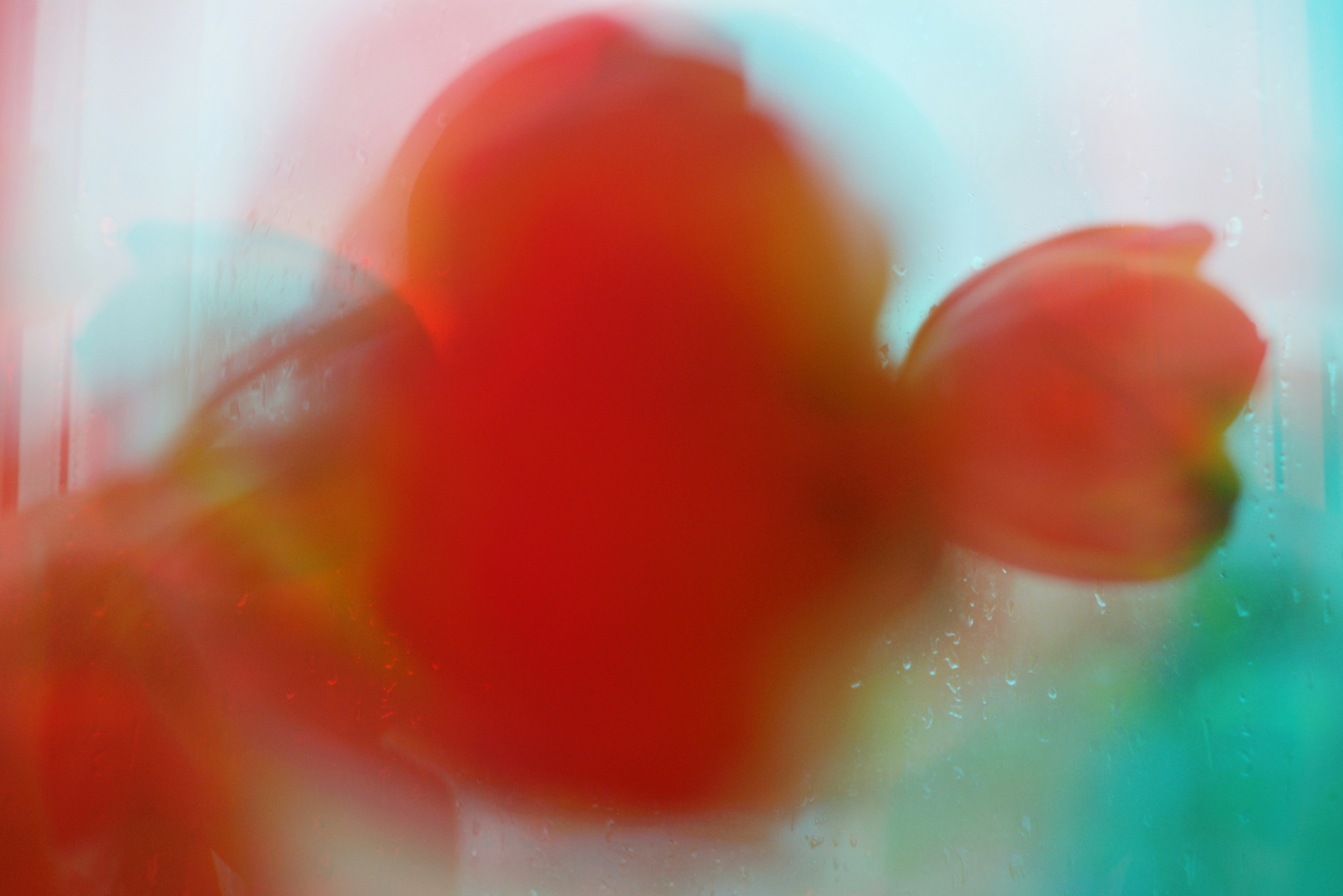 Red Bloom through a Frosted Lens