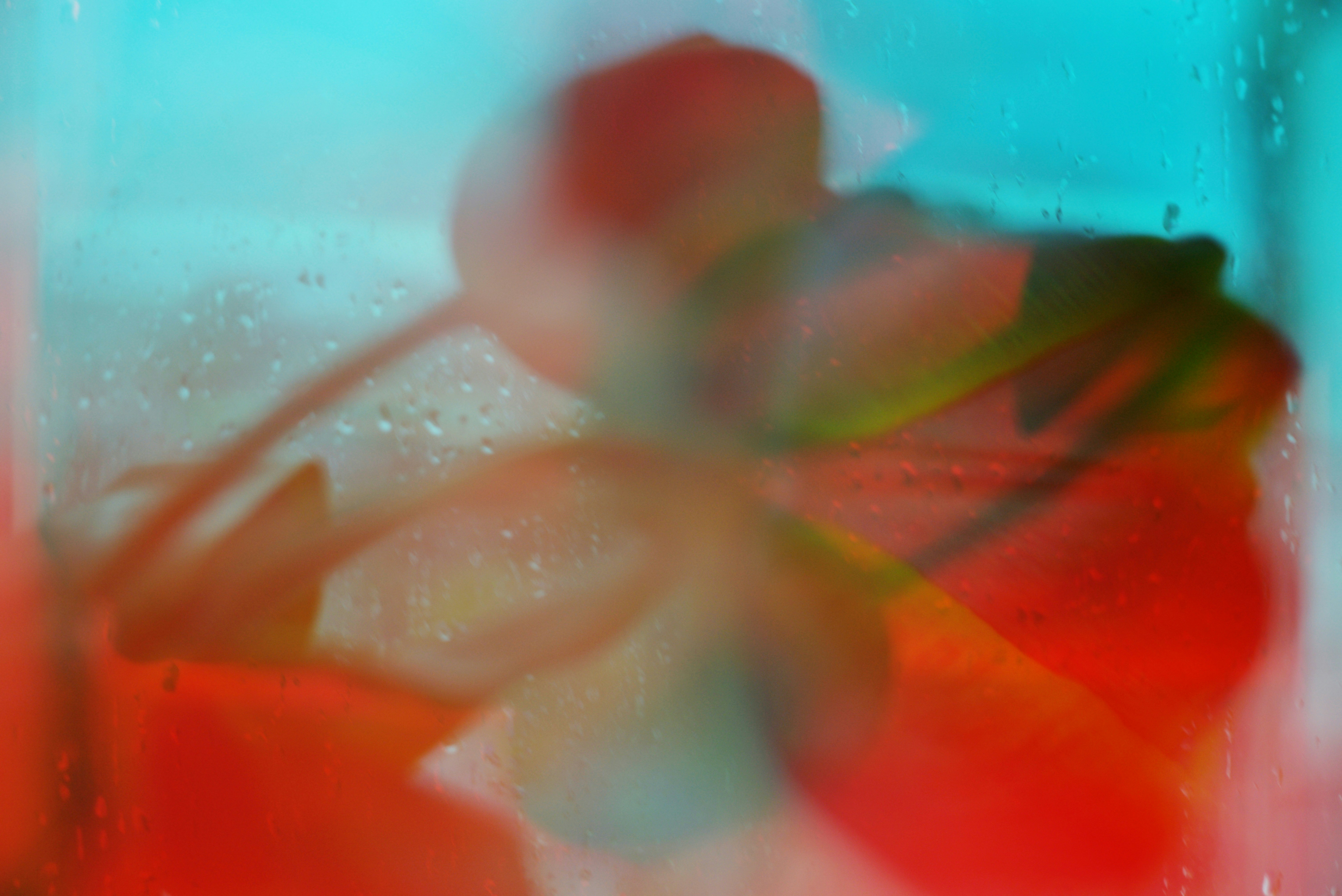 Blurred Petals in Colored Ice