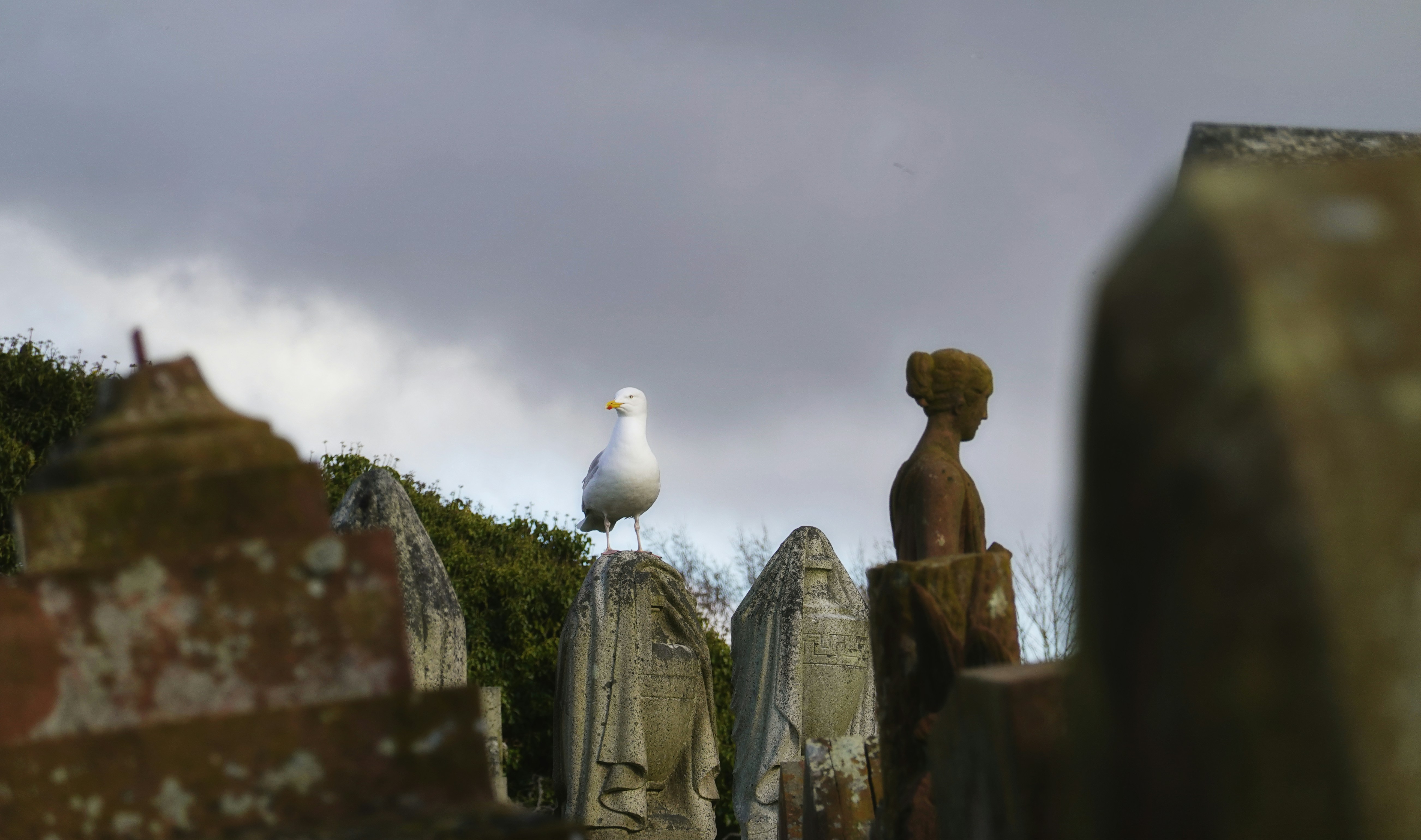 Seagull at the Quiet Cemetery