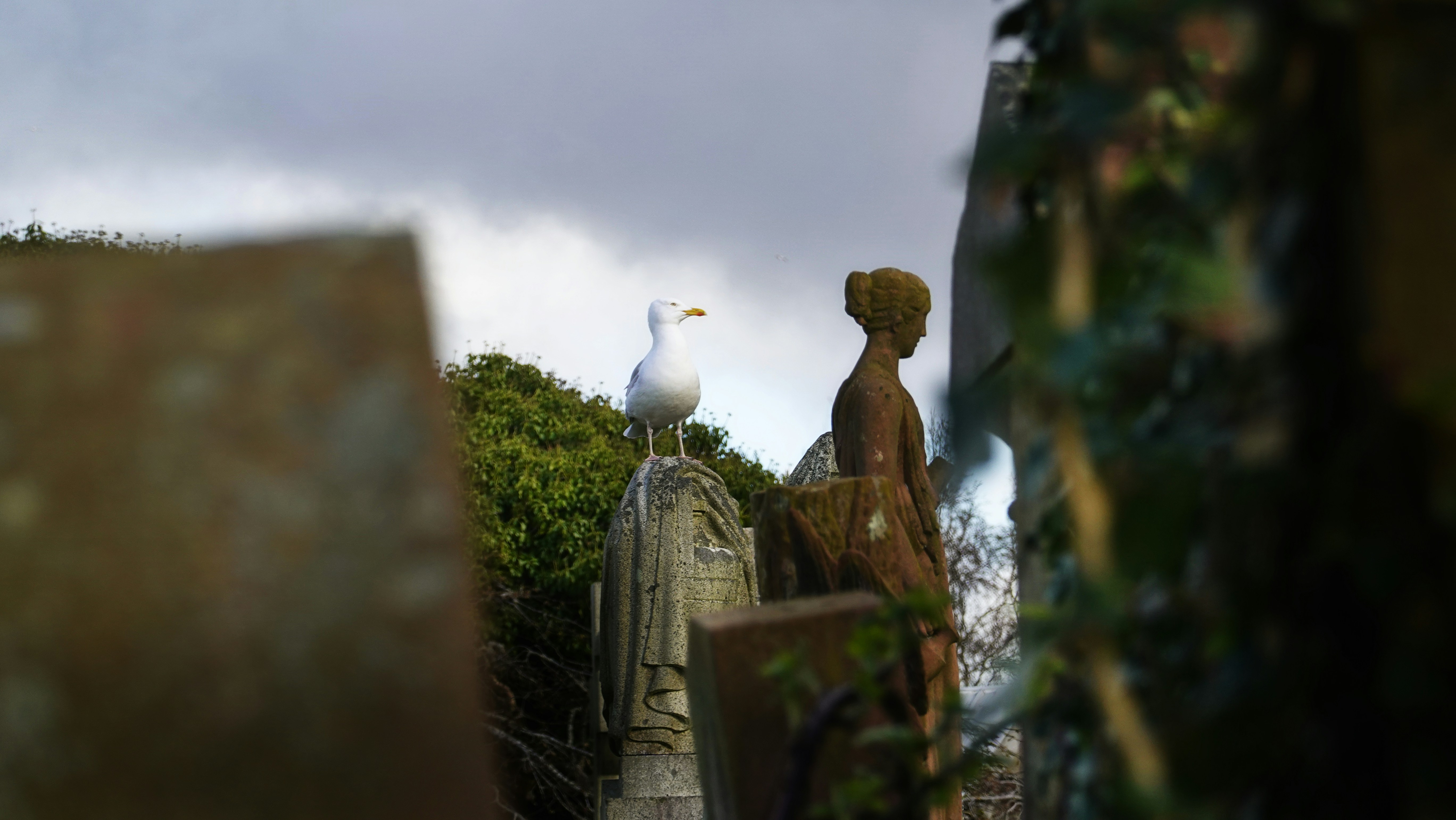 Seagull Sentinels: A Quiet Curation of Stones and Sky