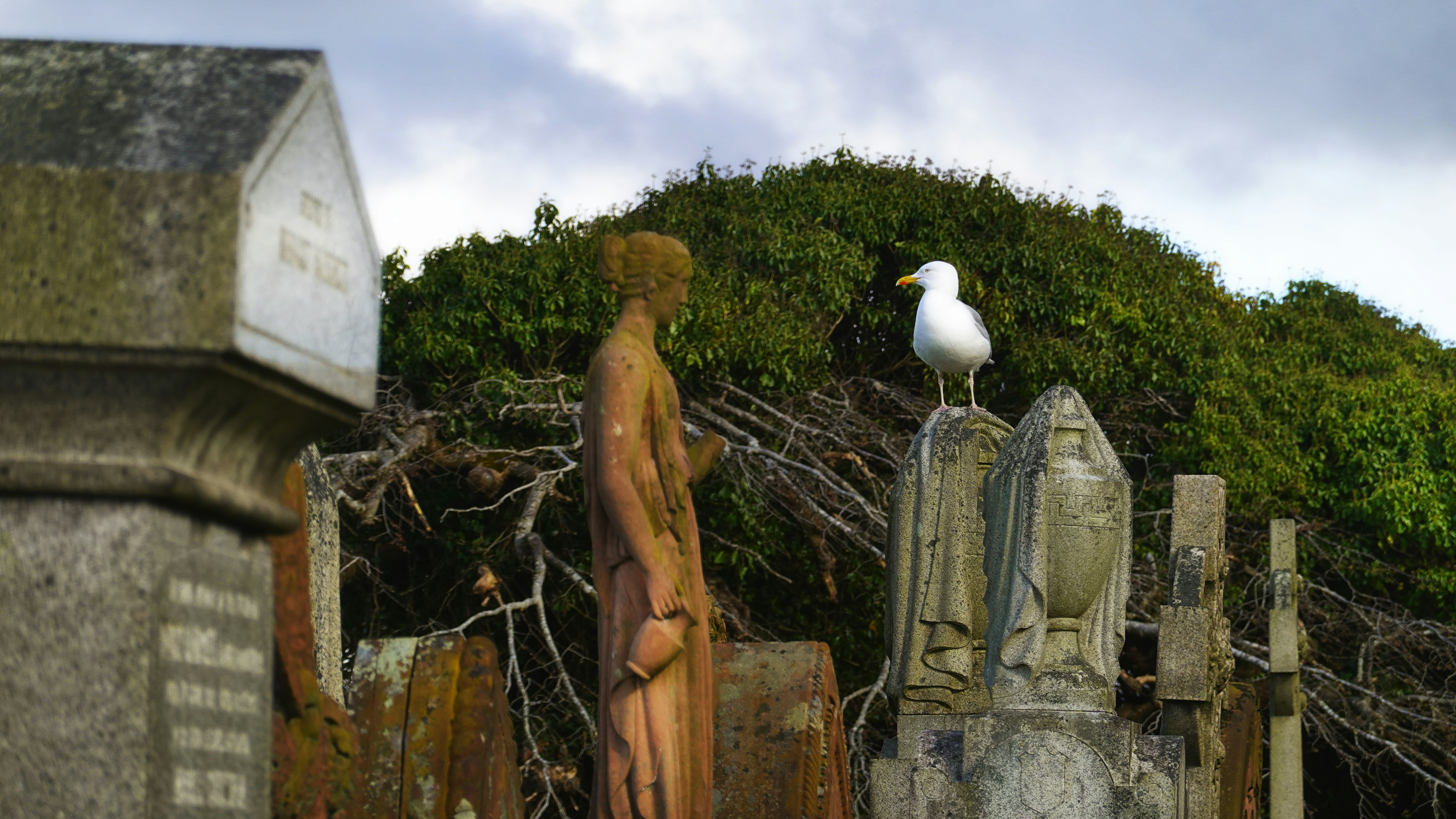 Secluded Cemetery Gaze: A Seabird on Stone
