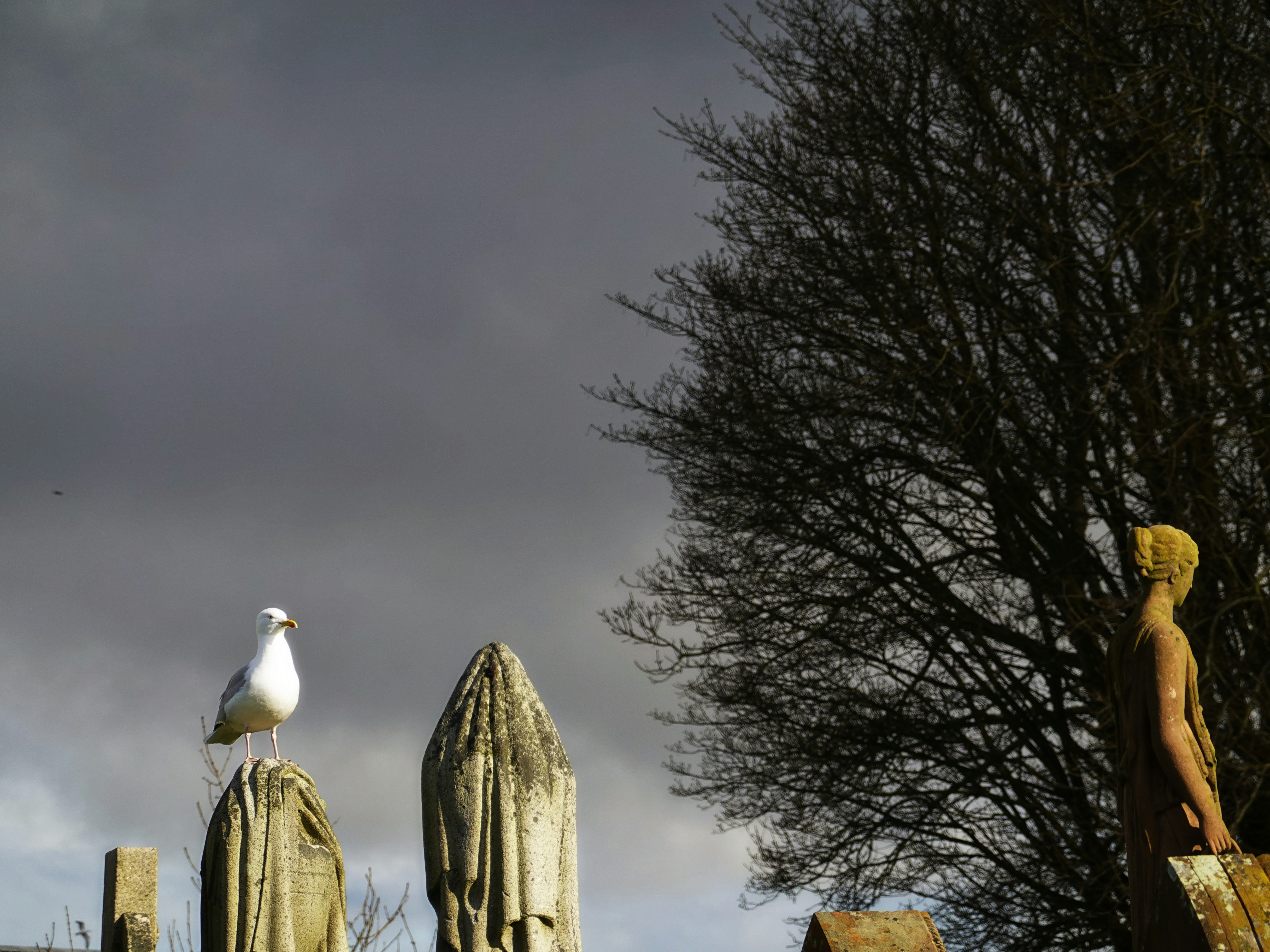 Seagull Sentinel on Weathered Piers under Stormy Sky