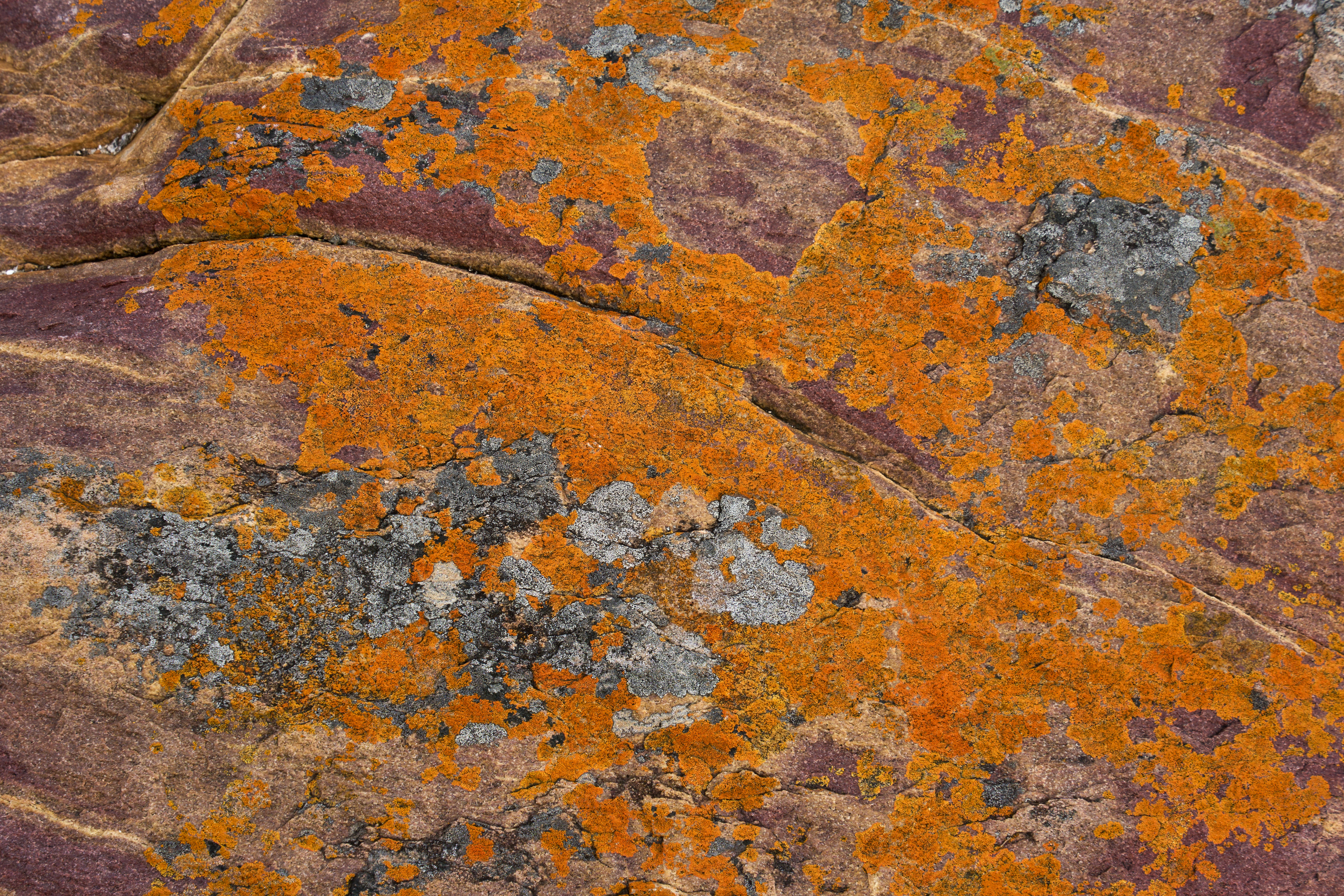 Lichen Mosaic on Weathered Rock: A Study in Orange and Gray