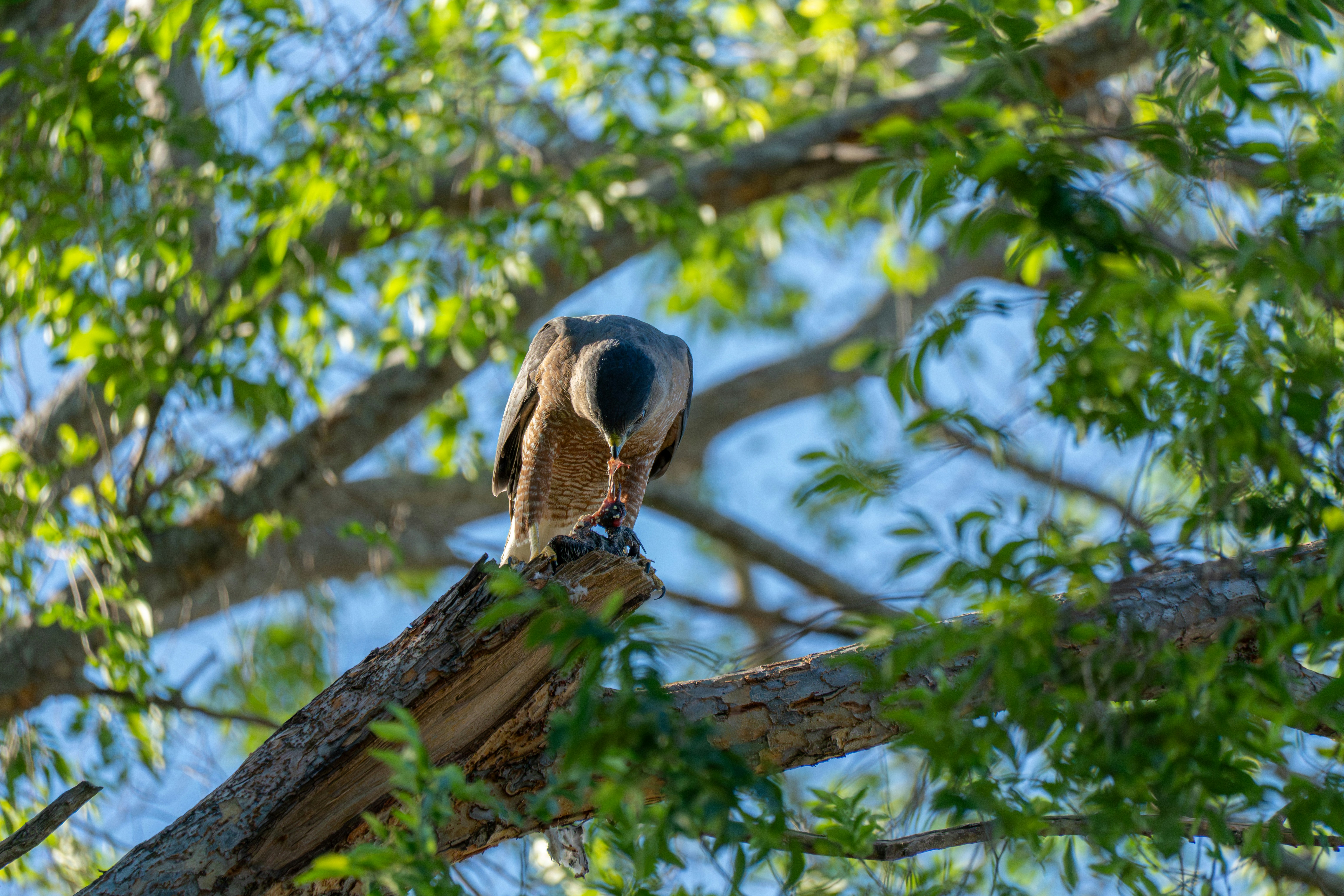 Perched Bird Beak Tilt on Sunlit Branch