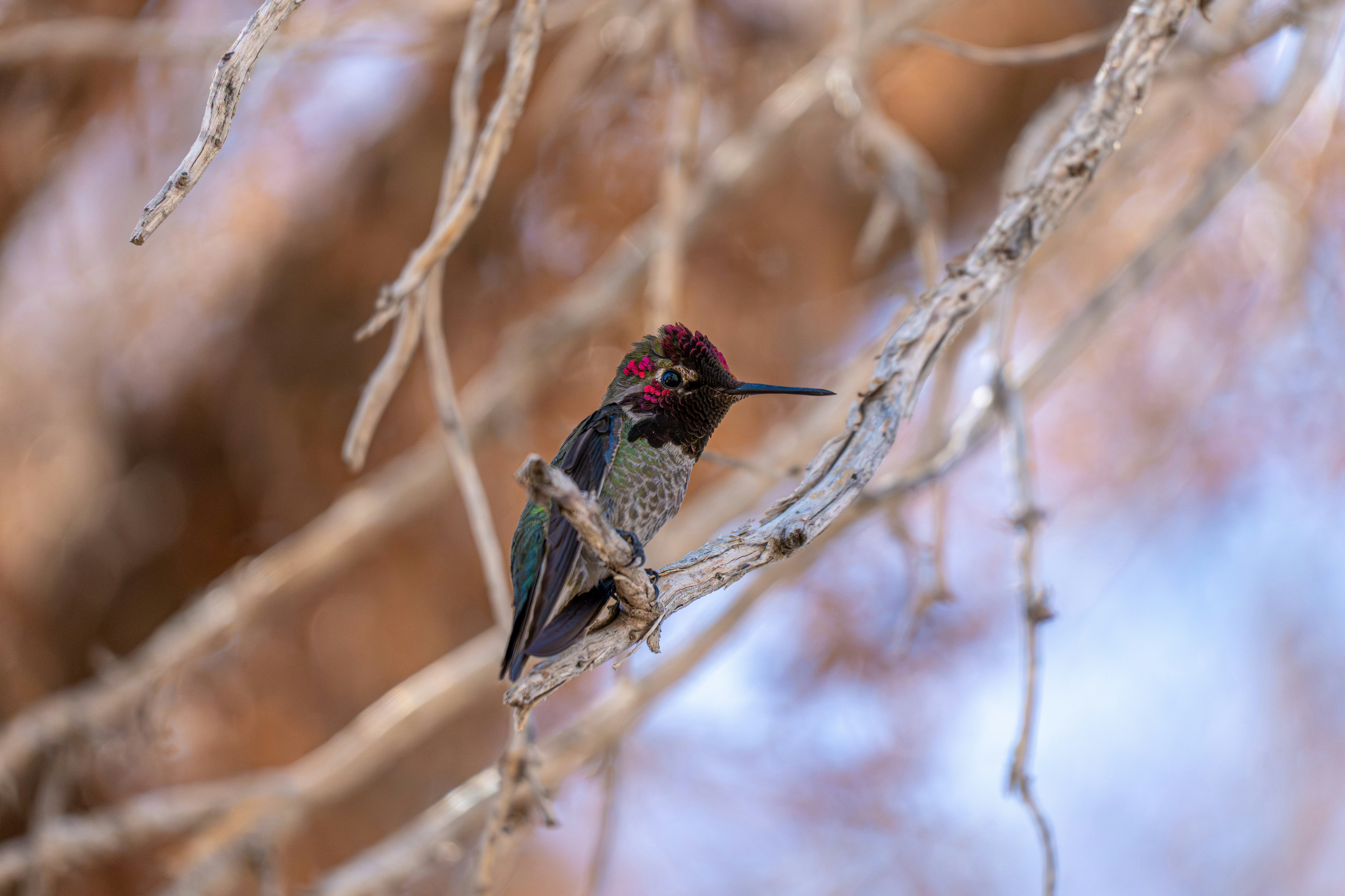Azure-tipped Beauty: A Hummingbird Amid Desert Branches