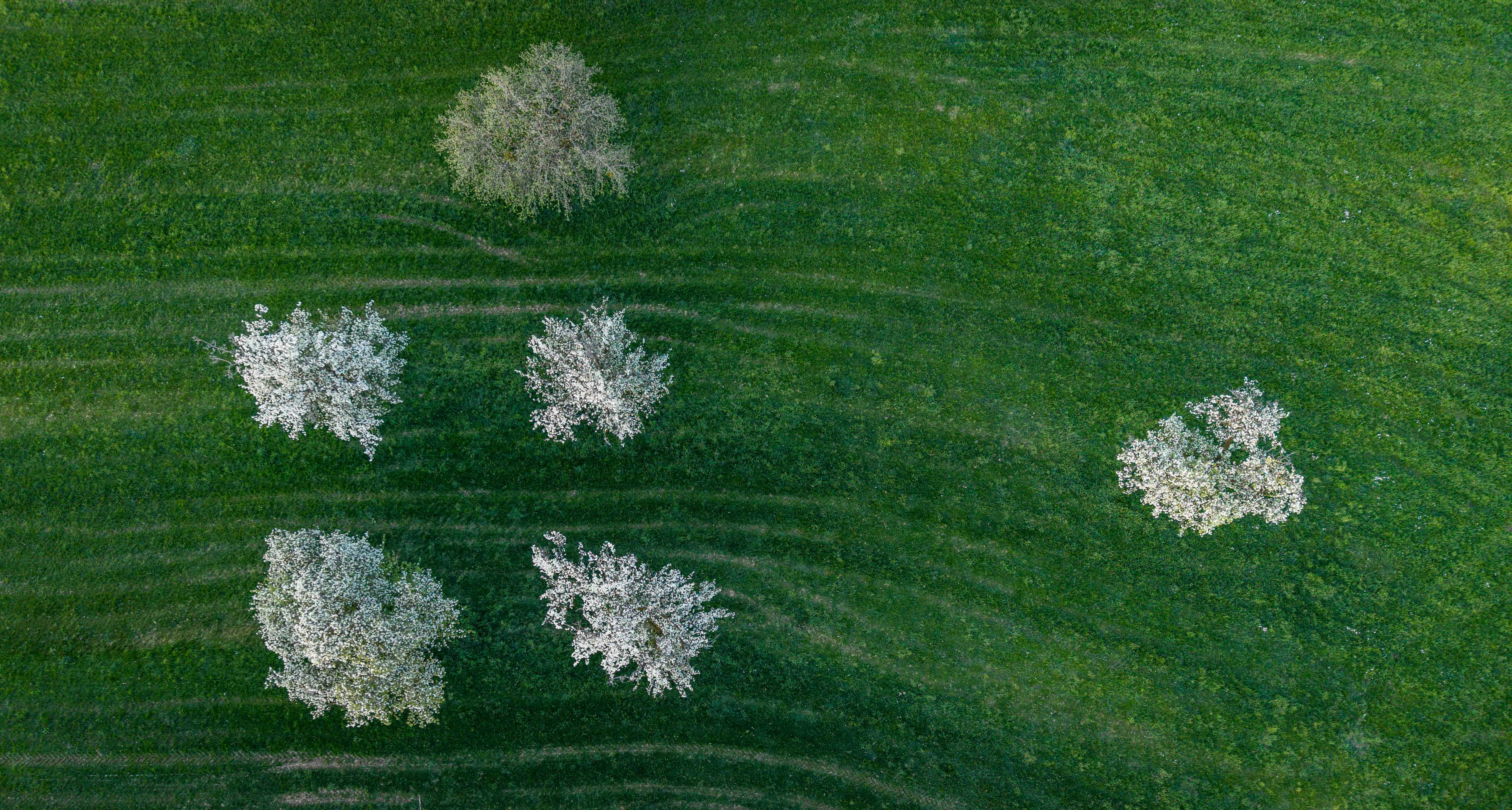 Alien Orchard: Aerial Meadow of Blossoming Trees