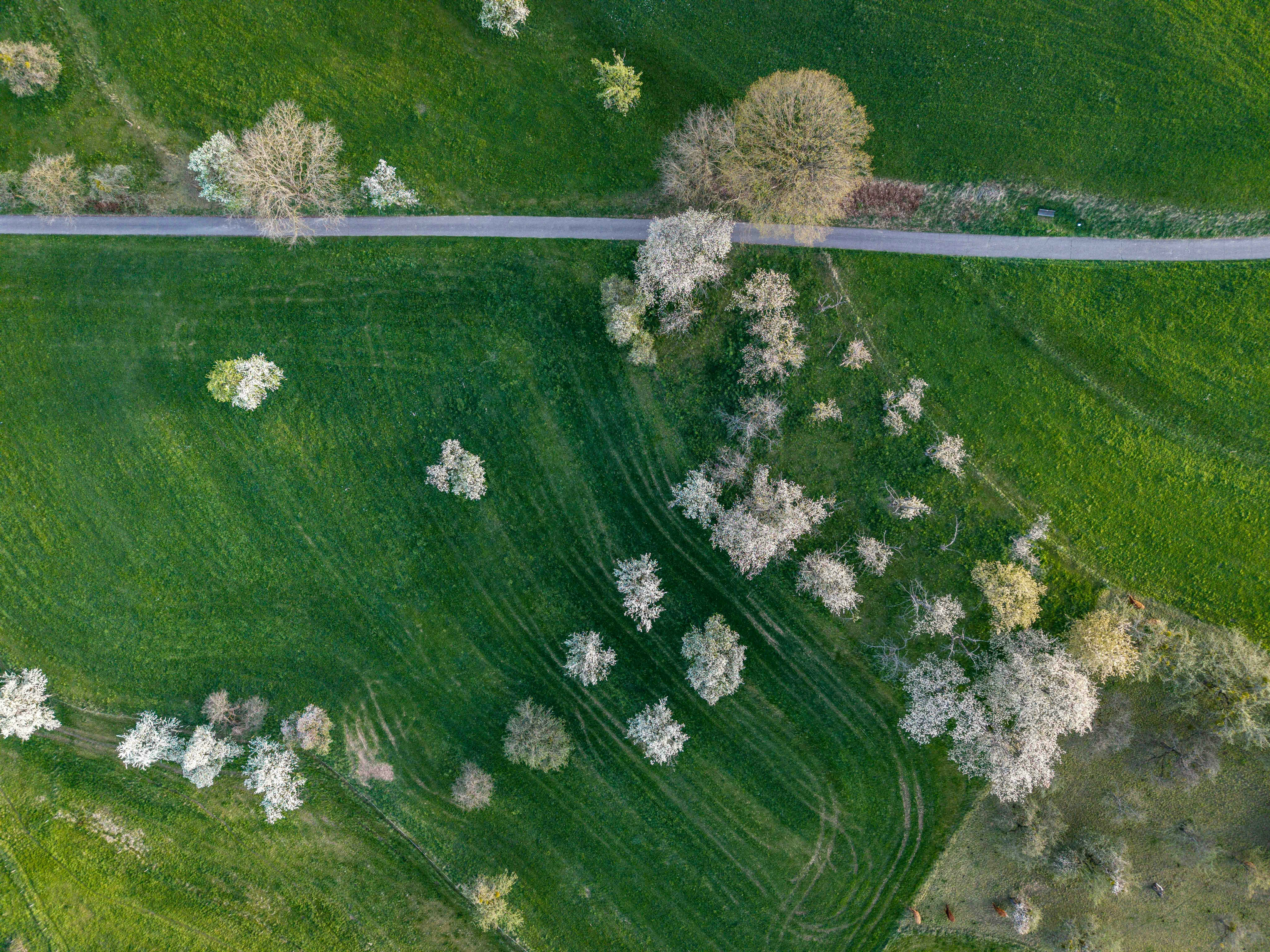 Road Ribbon through a Meadow of Blossoms