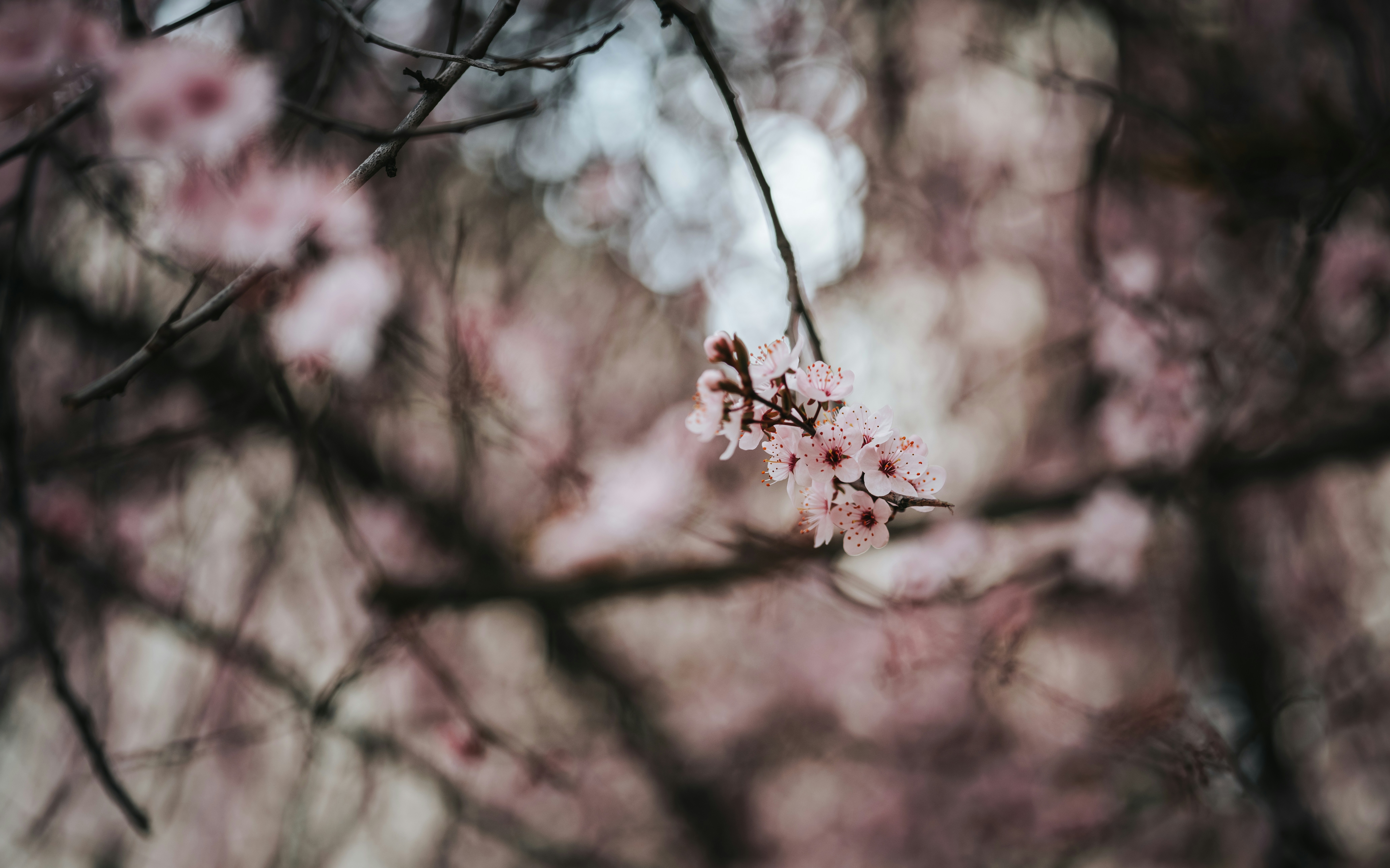 Petals in Focus: A Close Tribute to Spring's Quiet Bloom