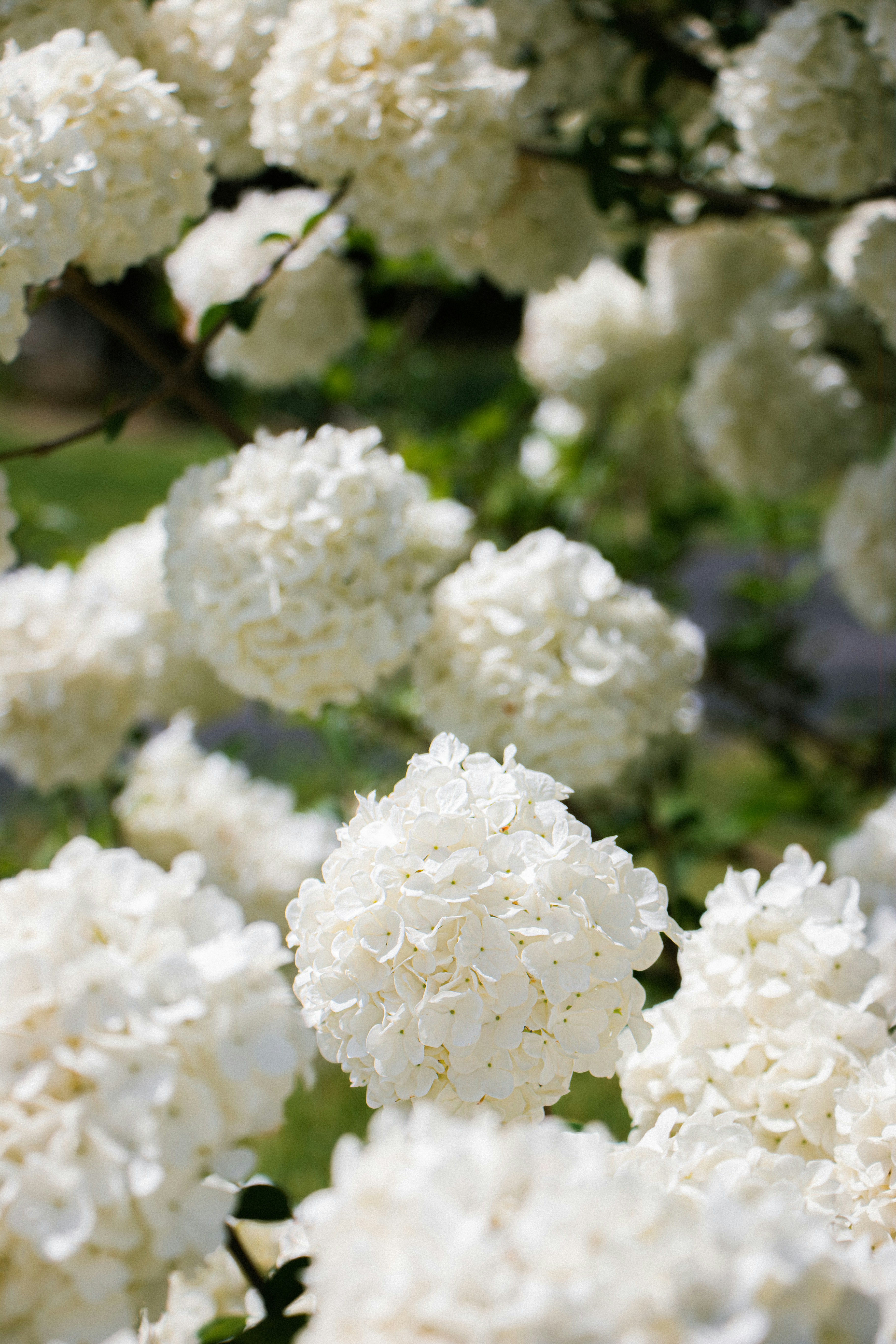 Blooming Ivory: Bunches of Hydrangea in Soft Focus Garden