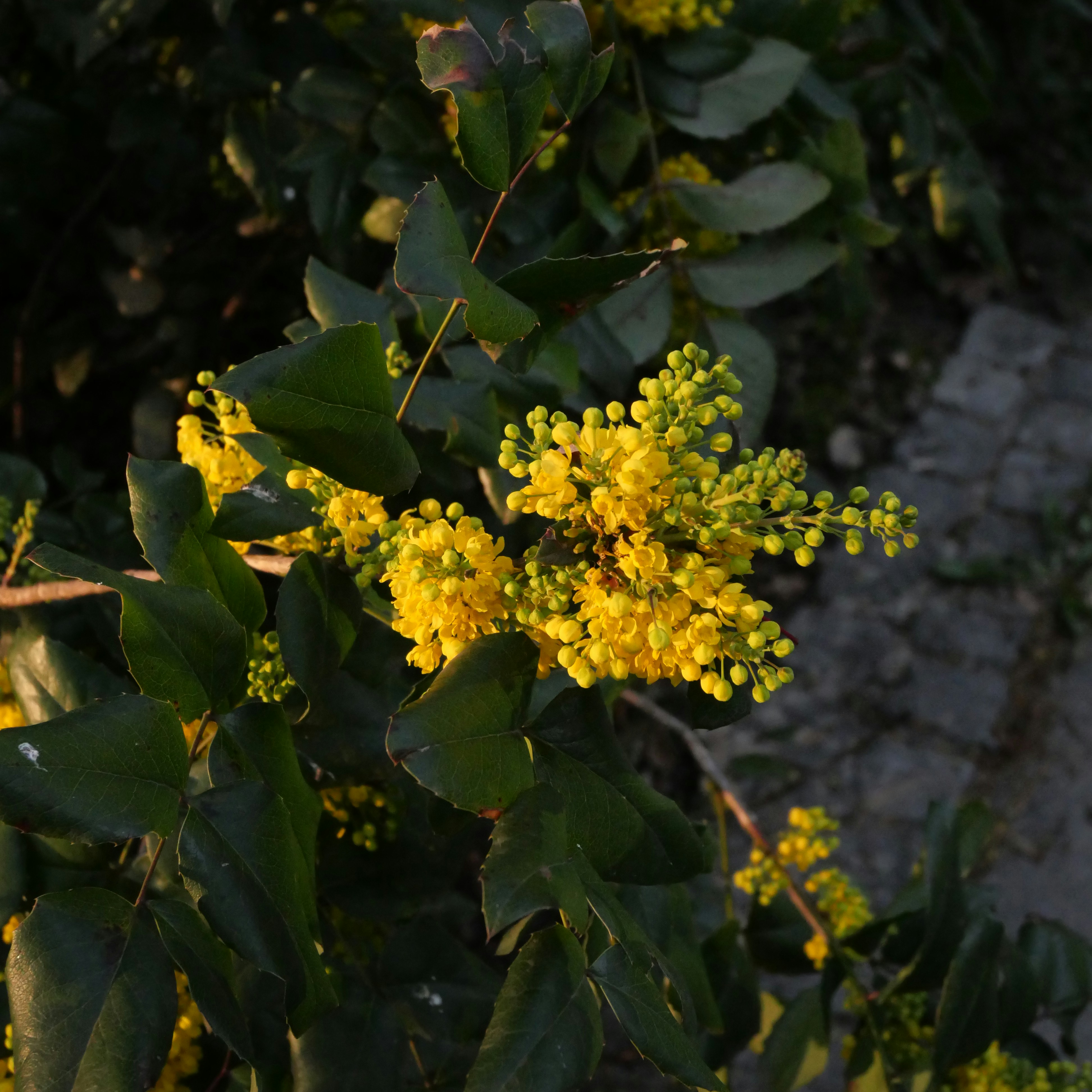 Golden Inflorescences Nestled Among Dark Evergreen Leaves
