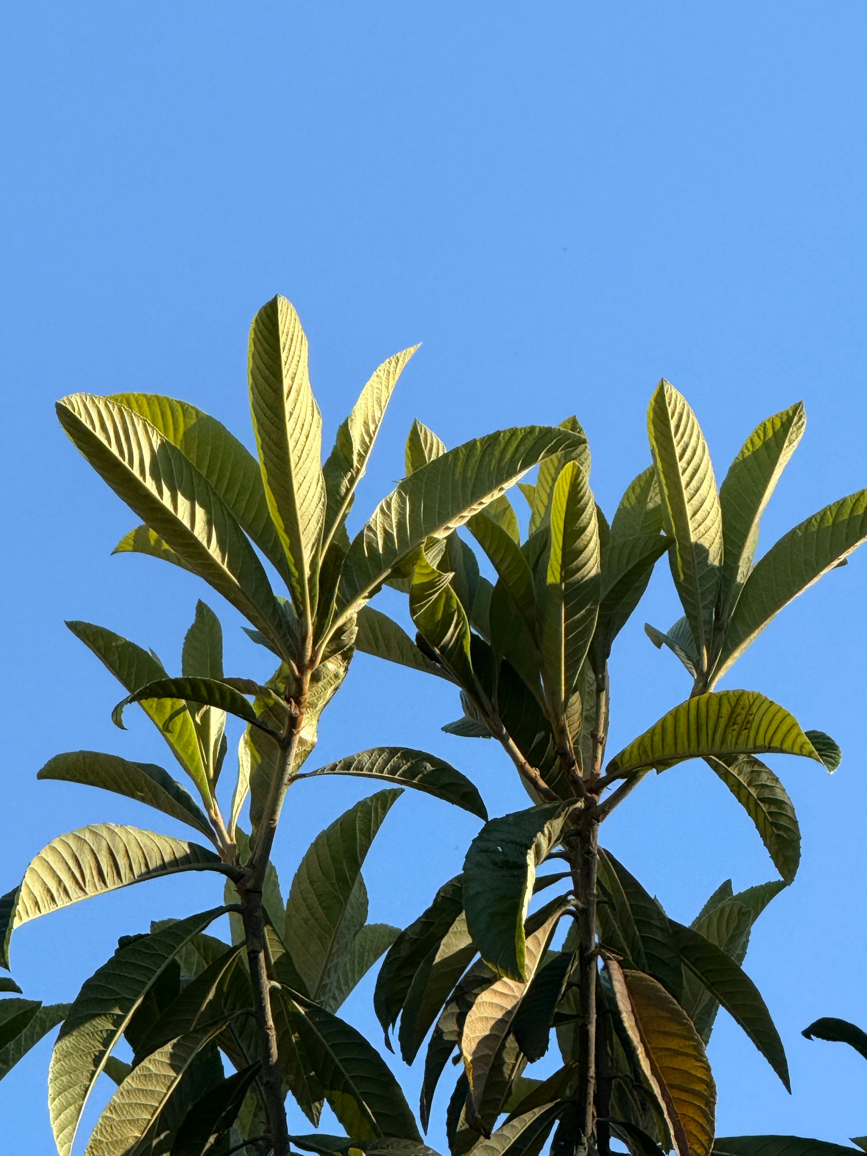 Blue Sky Spotlight on Fronded Canopy