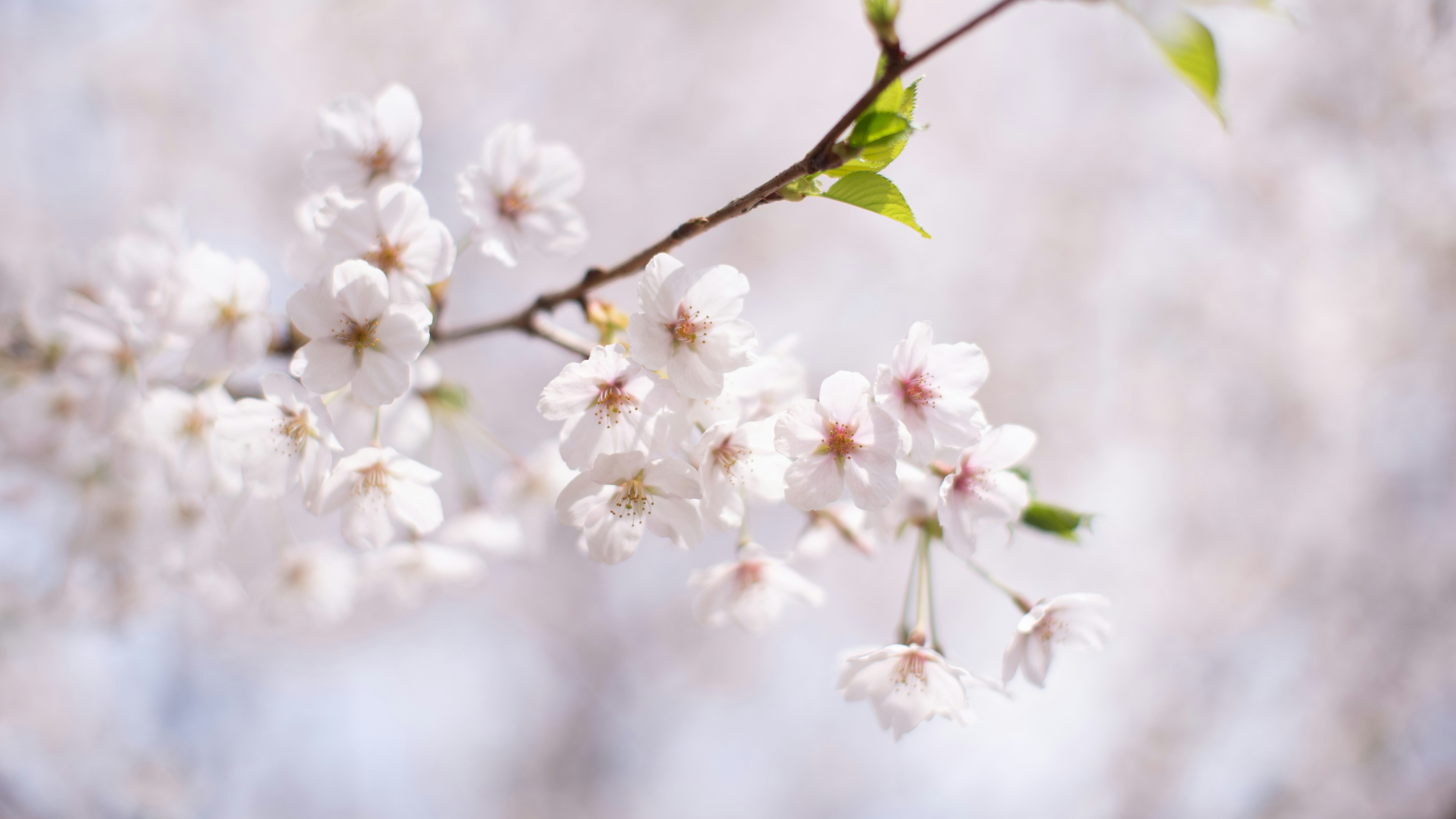 Blossom Thread: A Branch of Pale Pink Cherry Flowers in Soft Spring Light