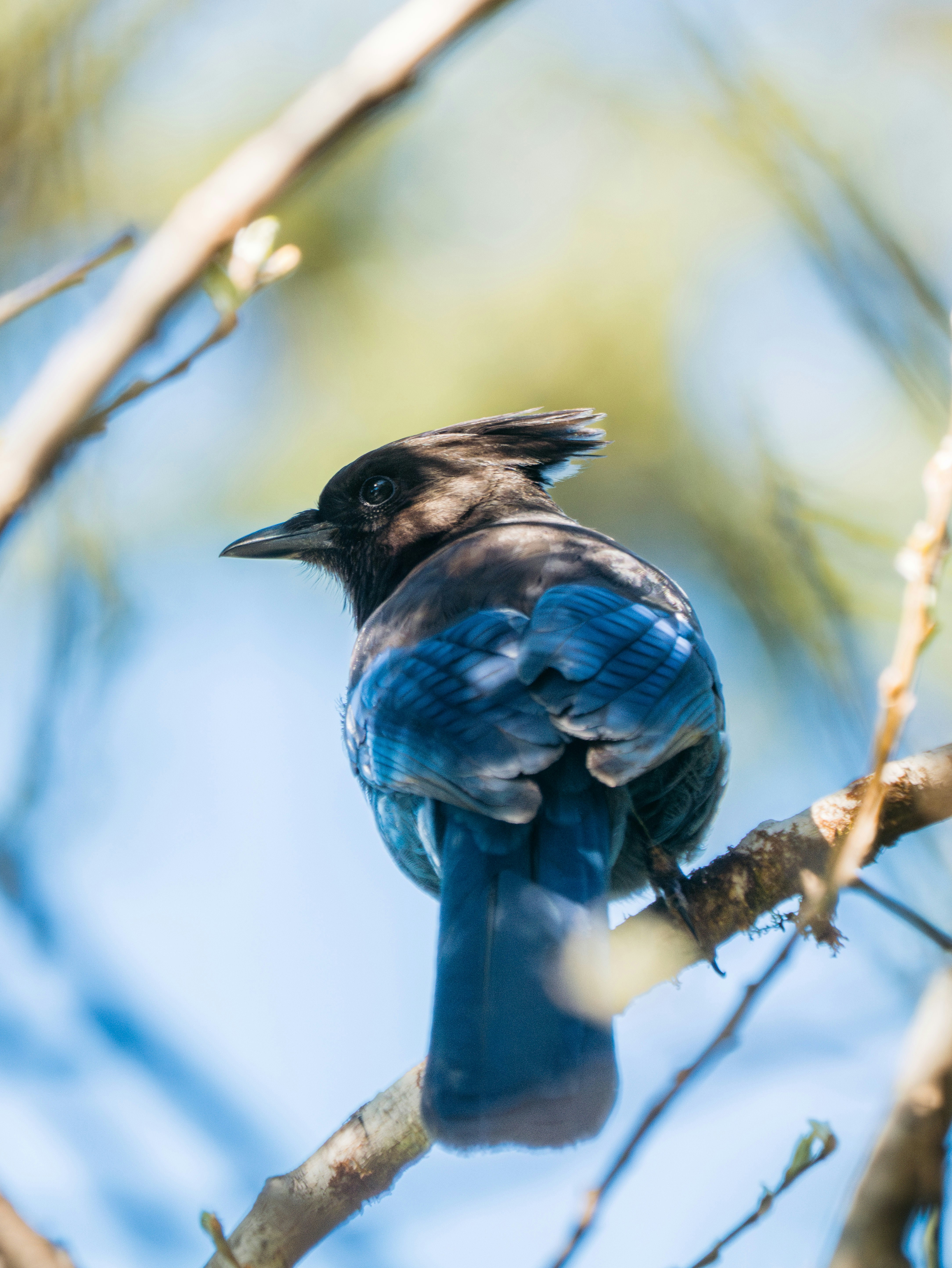 Blue-Feathered Perch: A Black-Crested Crow in Sunlit Branches