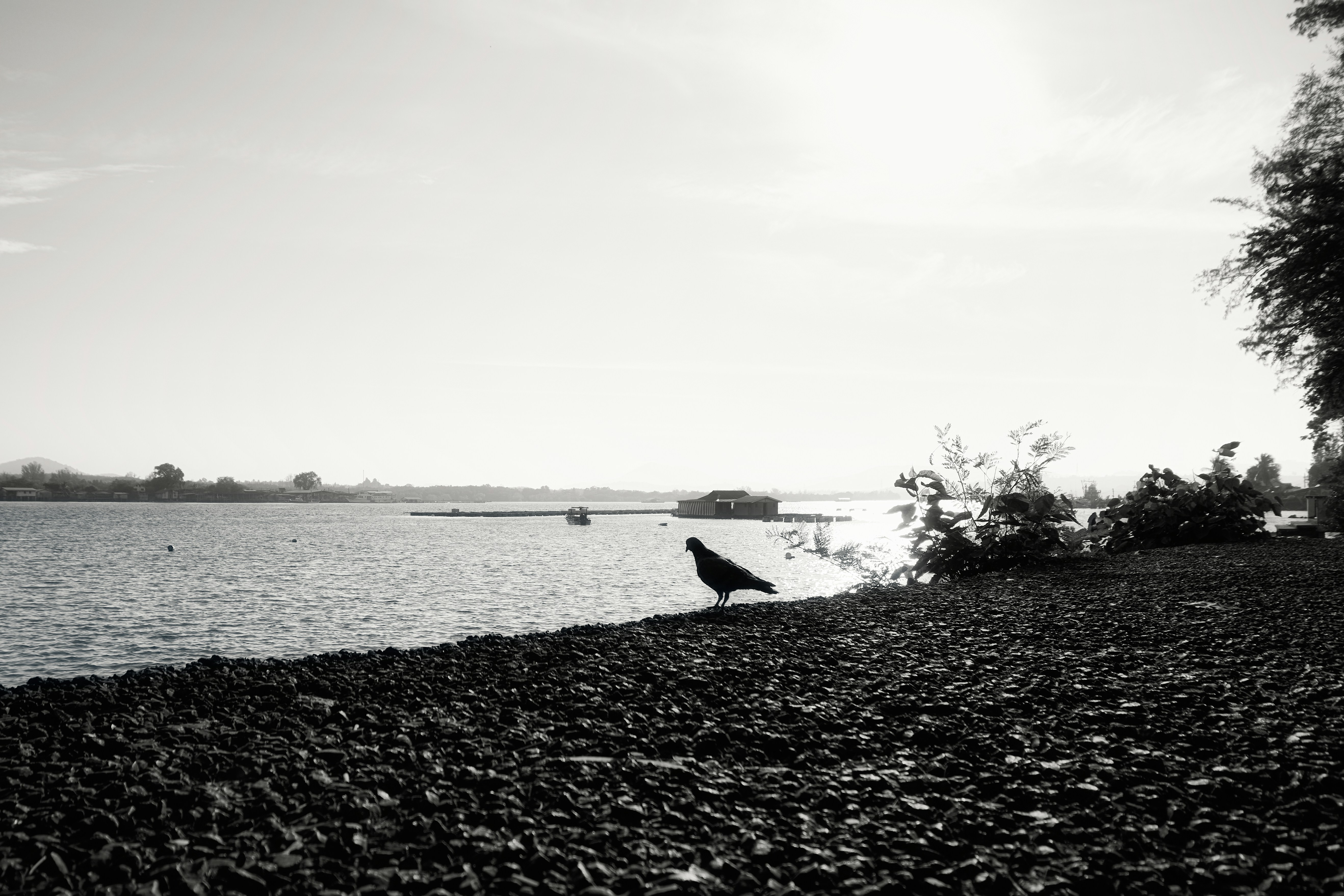 Midday Messenger by the Shore: A lone crow at the water’s edge