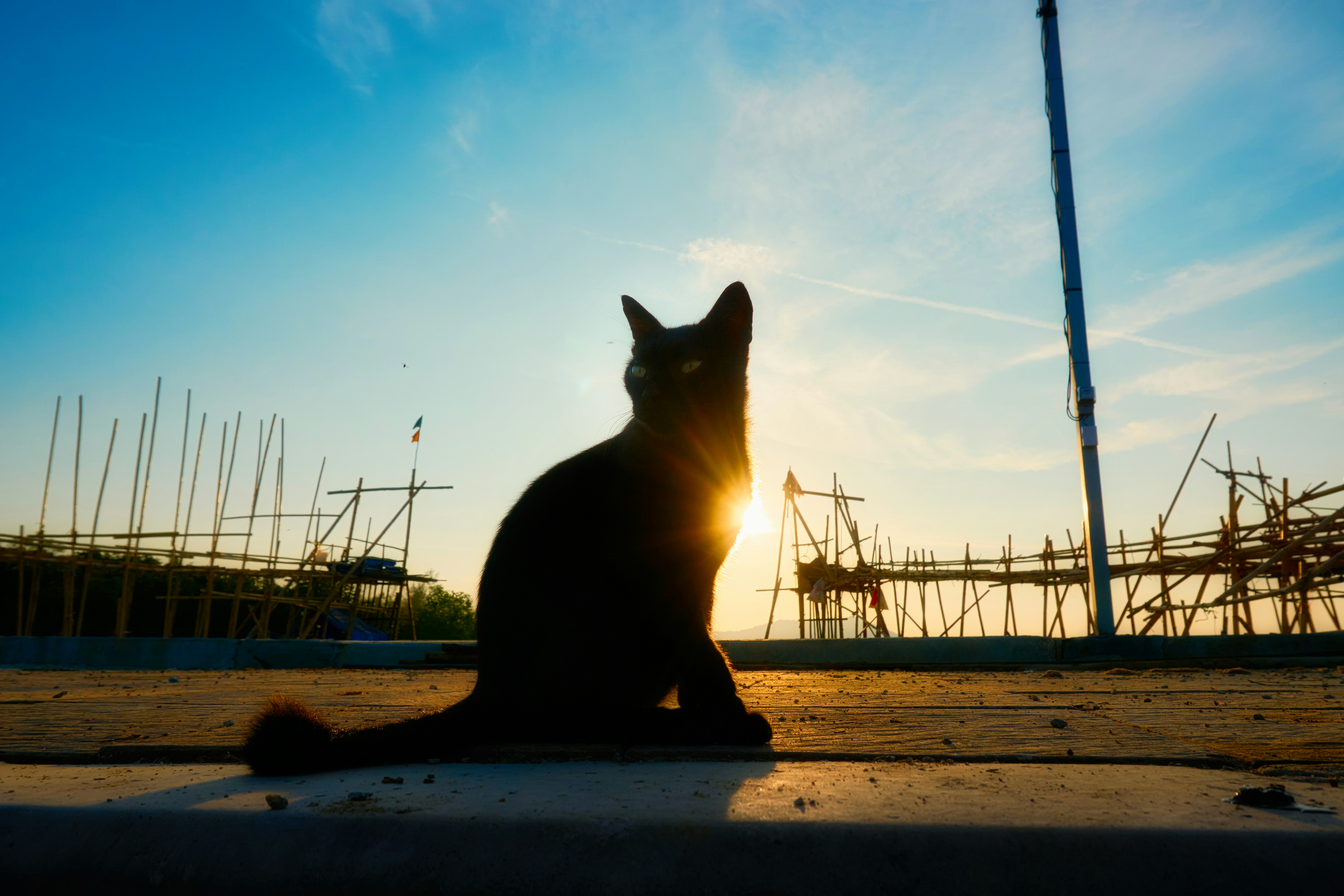 Sunlit Silhouette: A Quiet Harbor Cat at Dusk