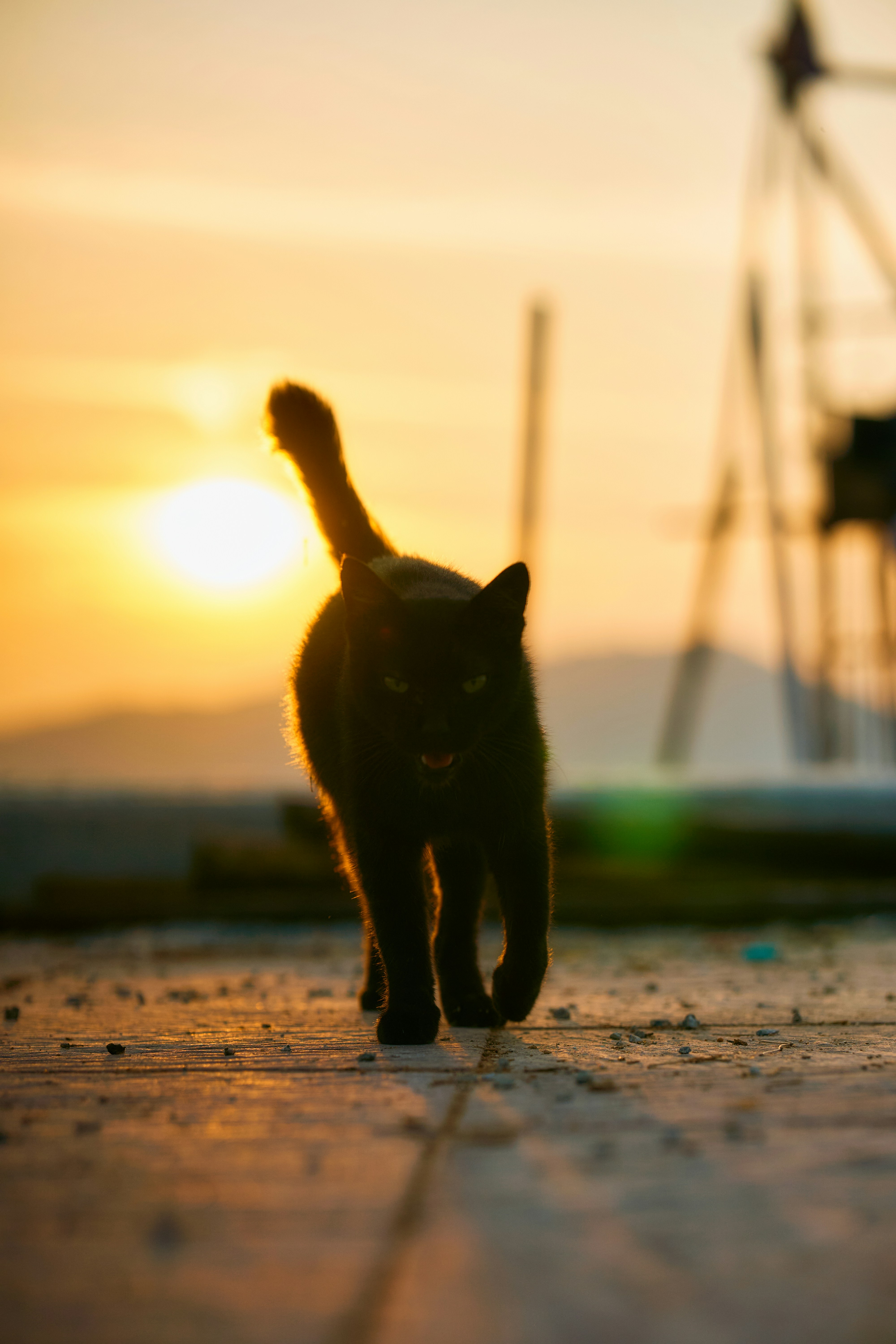 Midnight Shadow: A Black Cat Stalks the Sunset Path