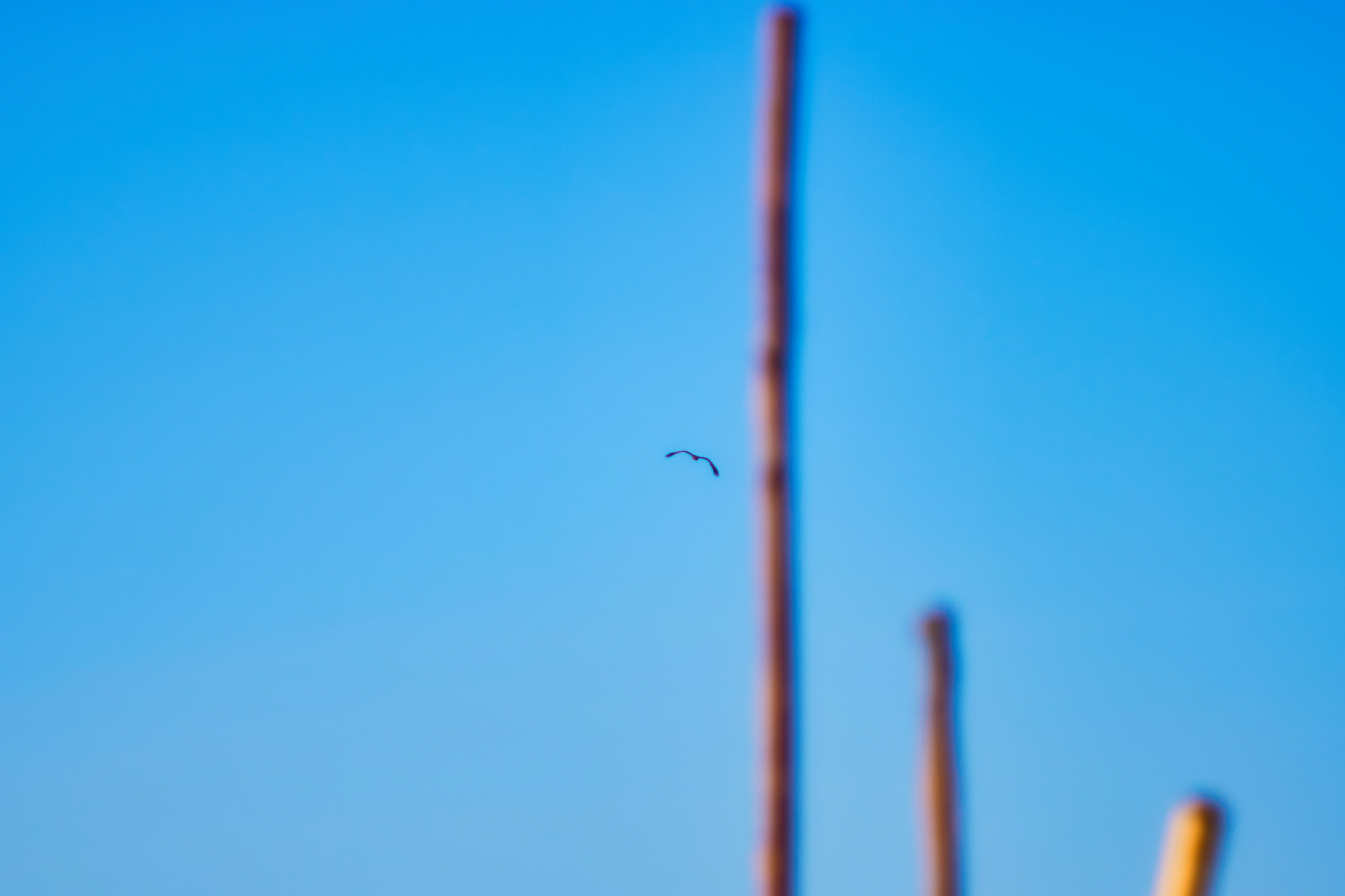 Blurred Skyline: A Distant Gull Between Weathered Poles