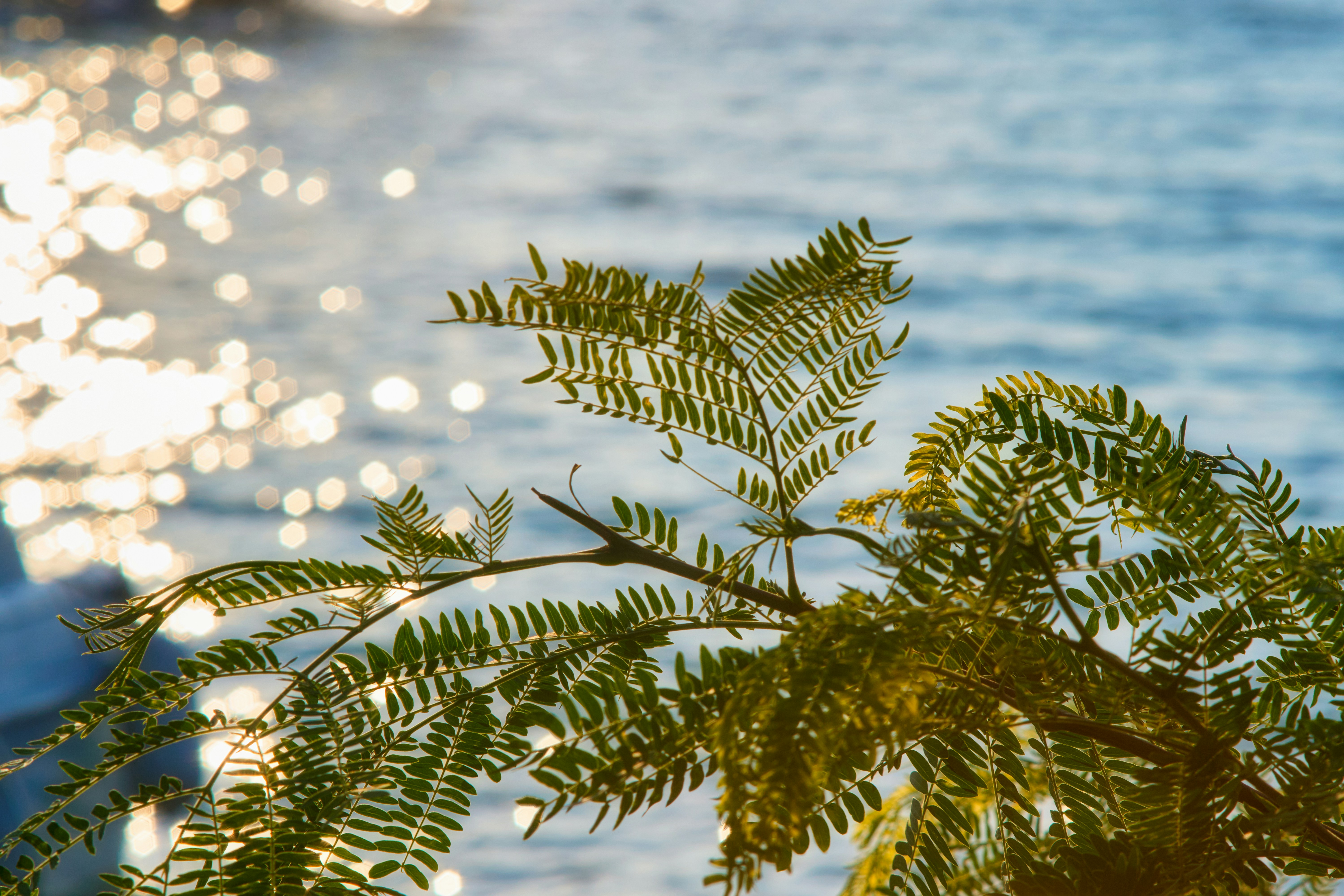 Sunlit Ferns Framing a Glimmering Waterfront