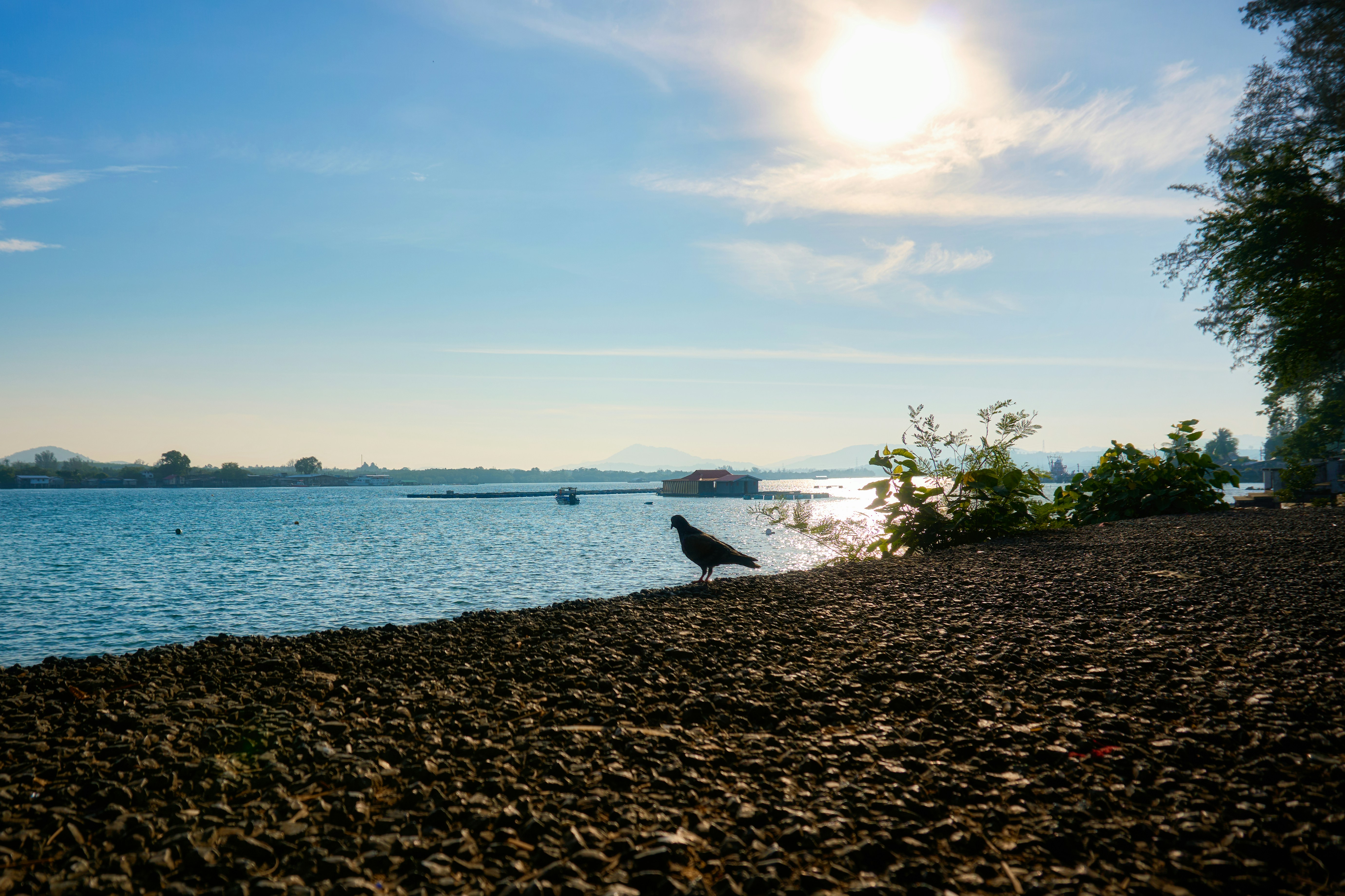 Lith Beach Horizon: A lone bird by the pebbled shore under a bright afternoon sun