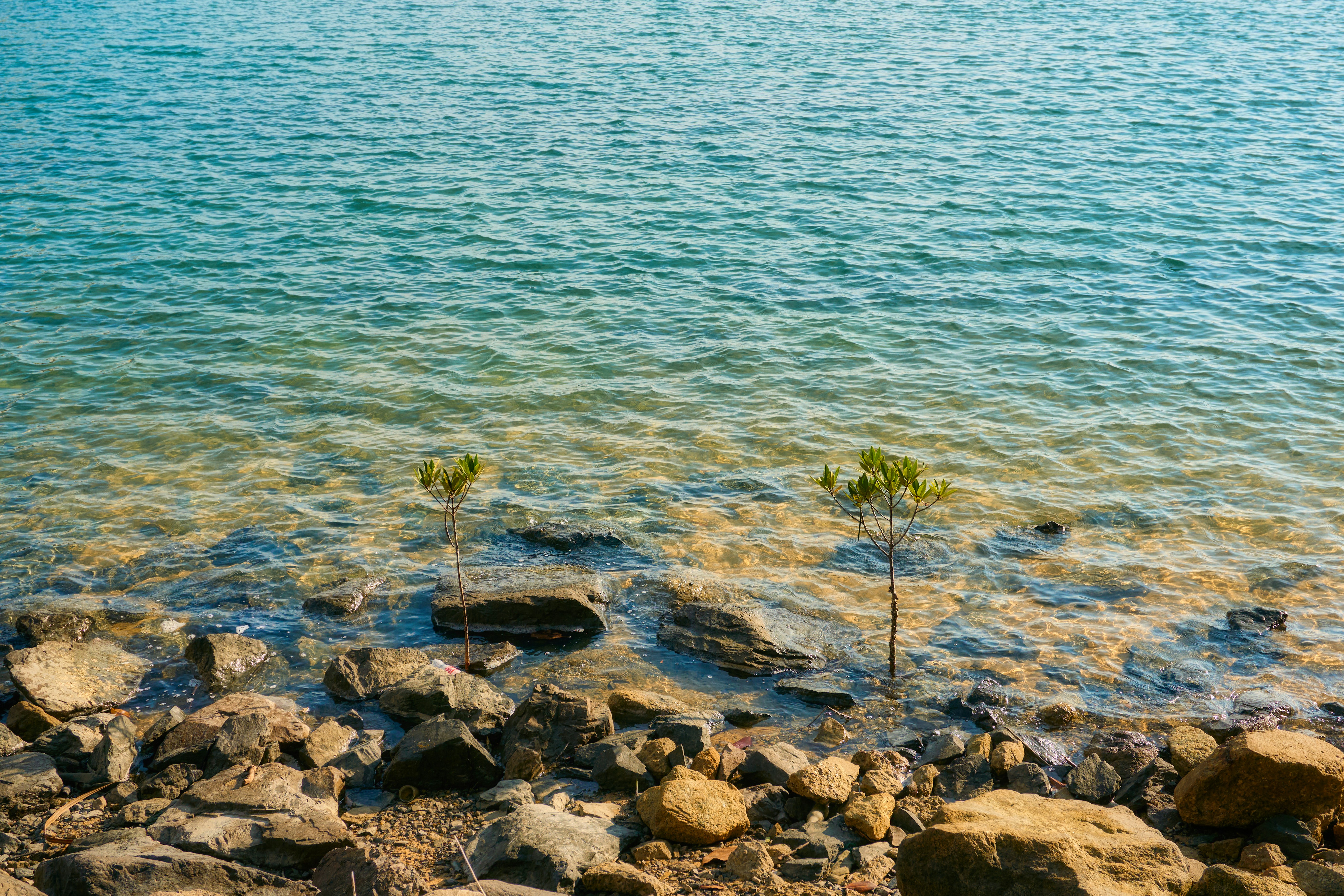 Two Tenacious Sprouts Against a Pebbled Shore