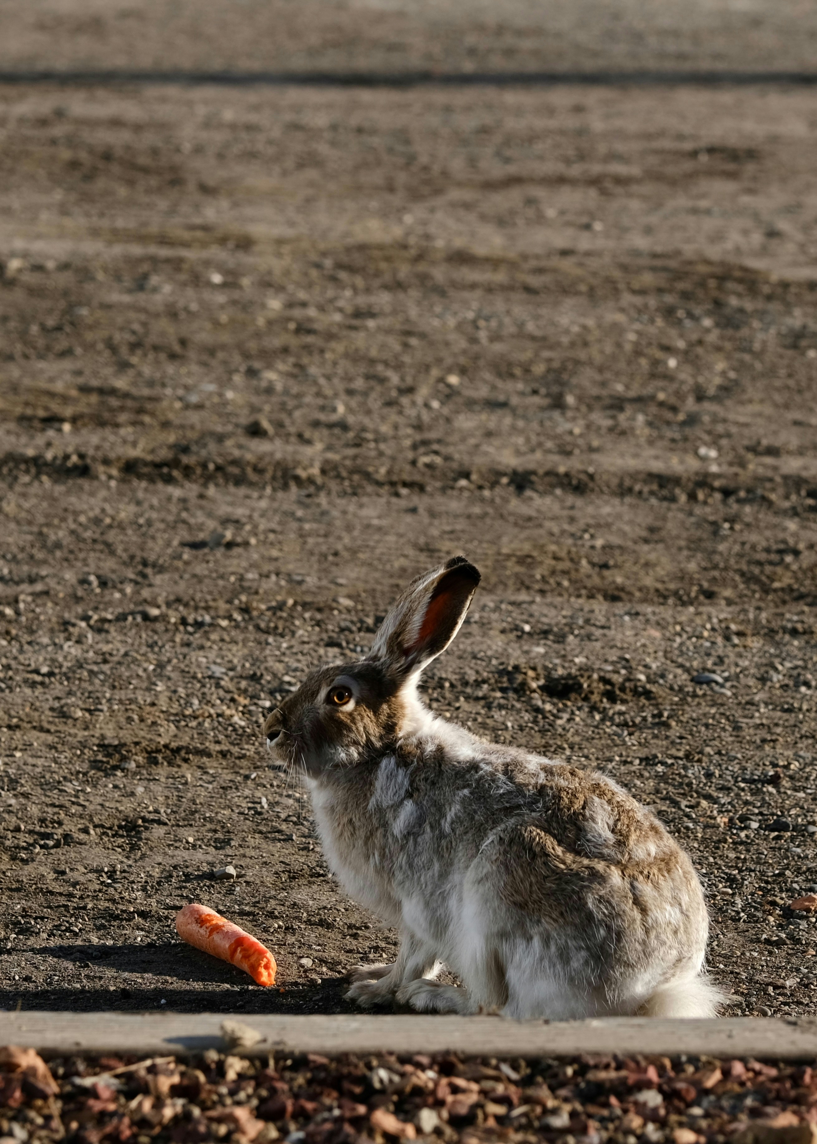 Courtship of a Curious Hare by a Loose Carrot