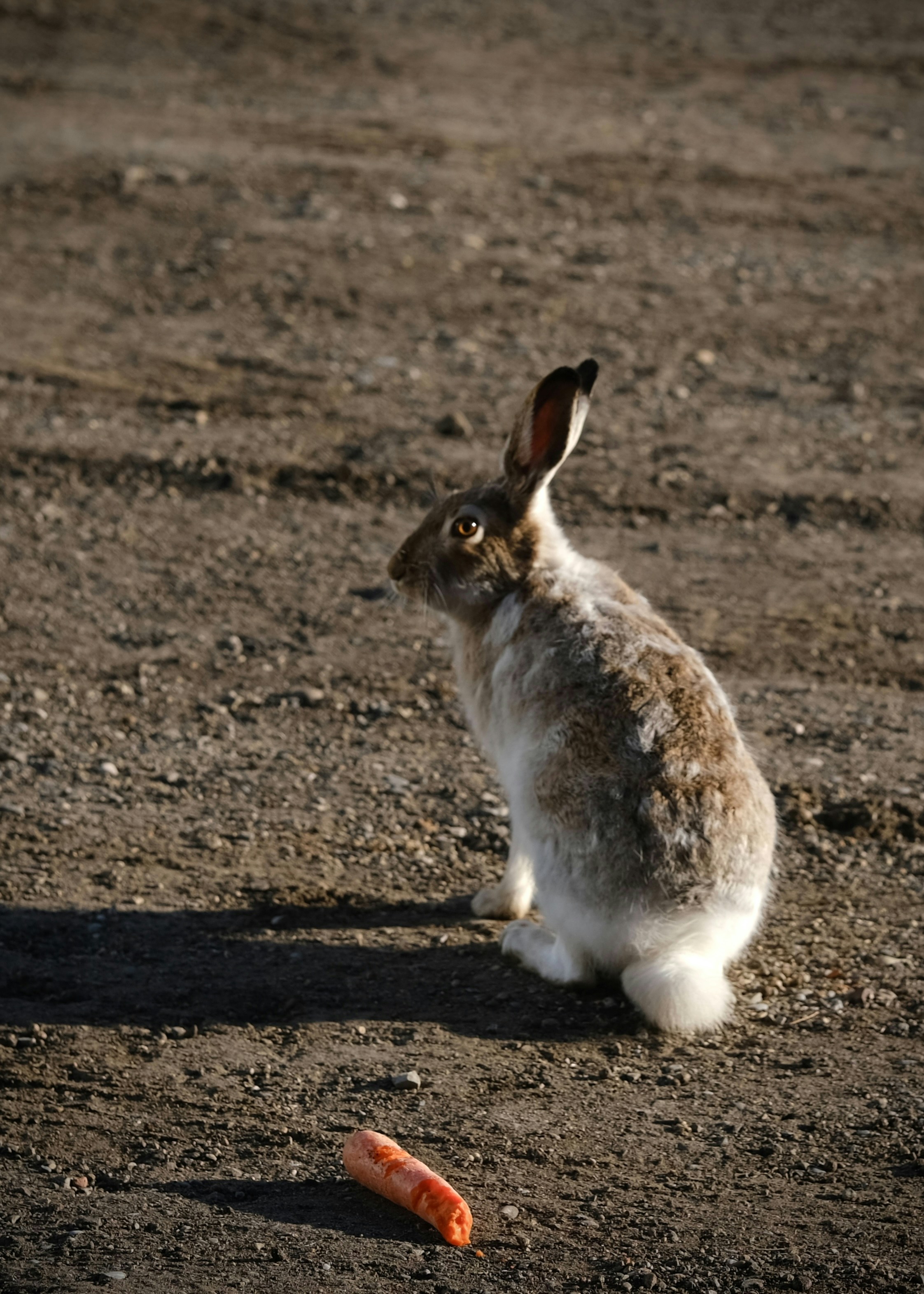 Hare and Carrot Surprise on a Dusty Road