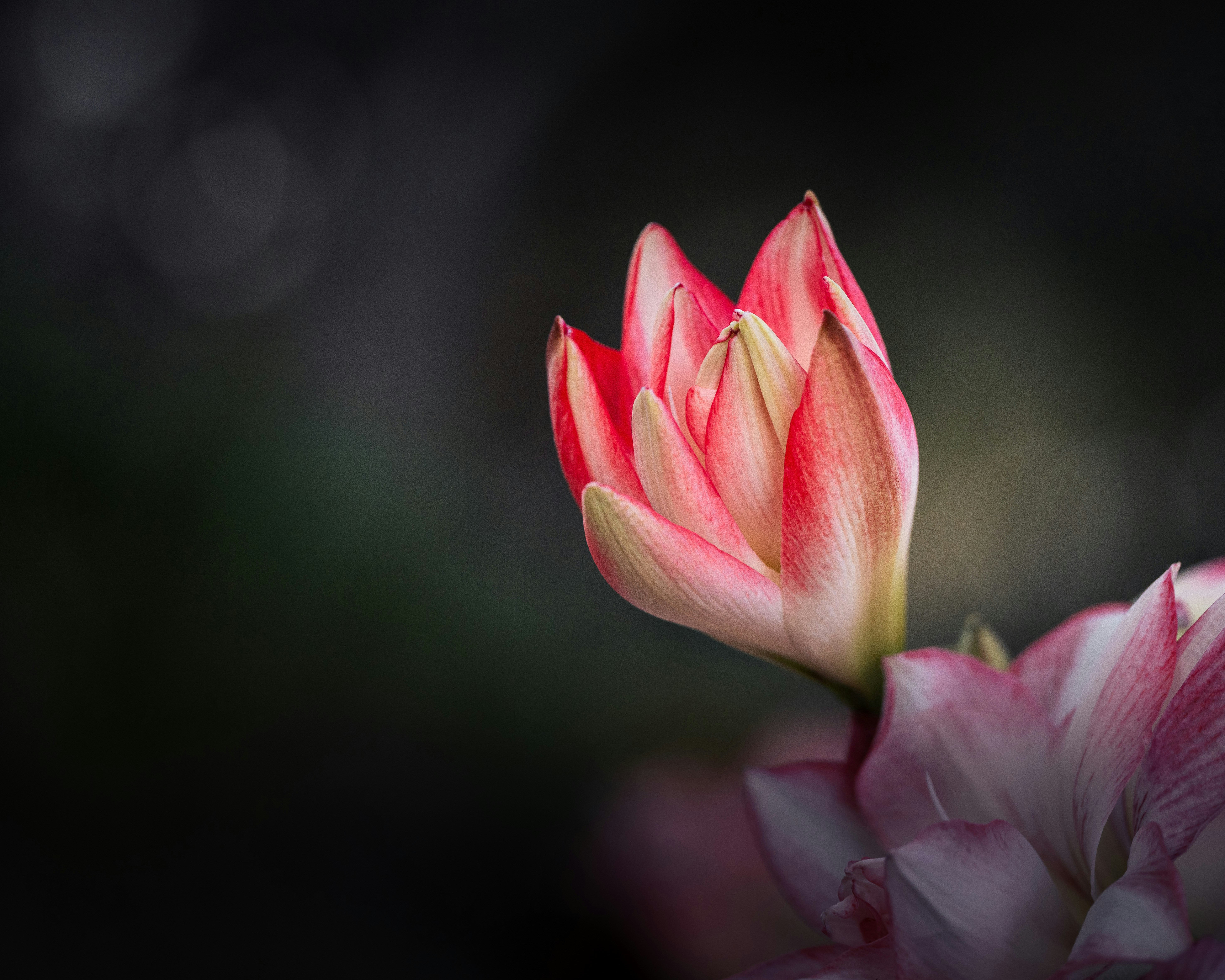 Crimson Petals Emerging From Darkness