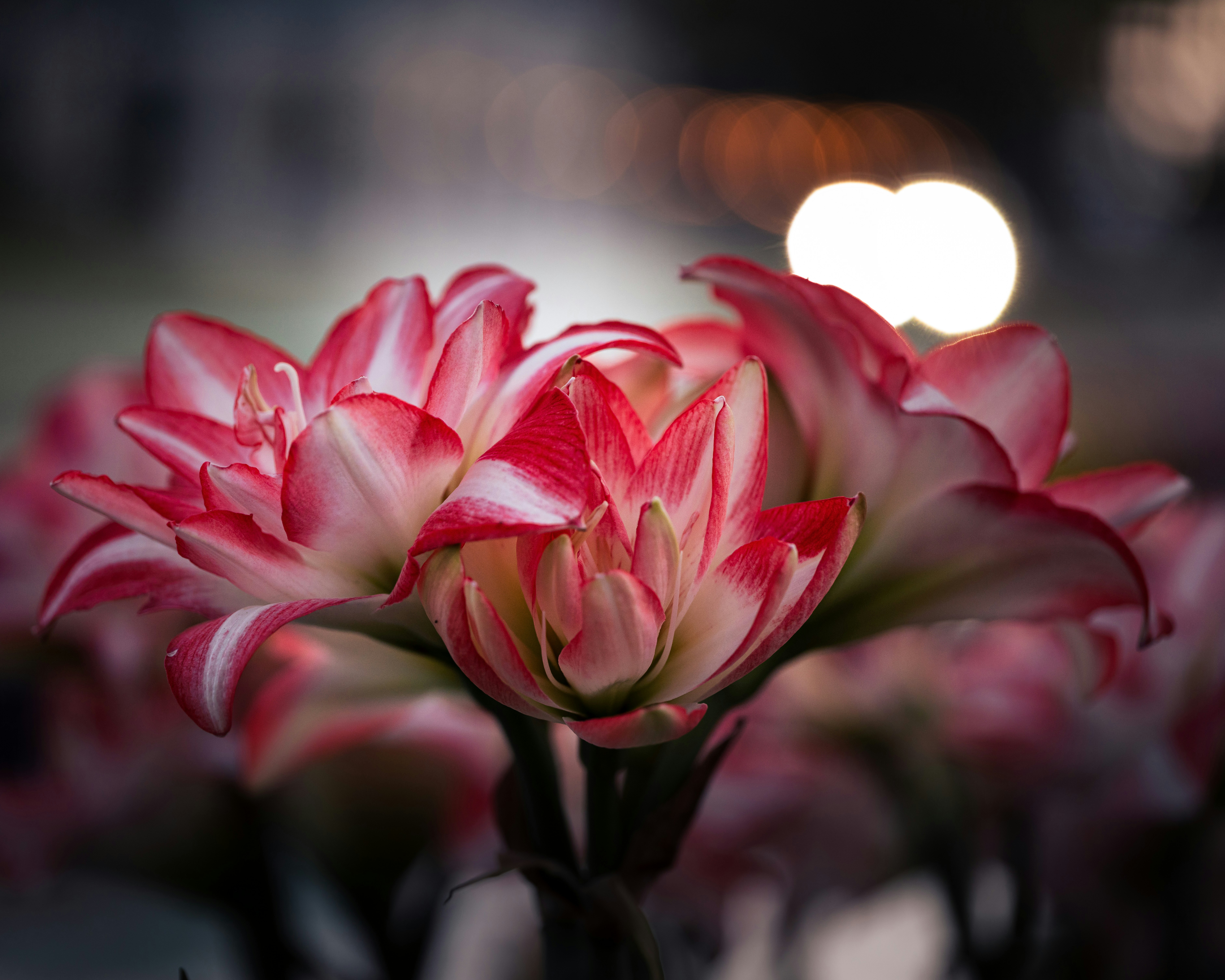 Petal Spotlight: The Crimson Bloom in Soft Night Backdrop