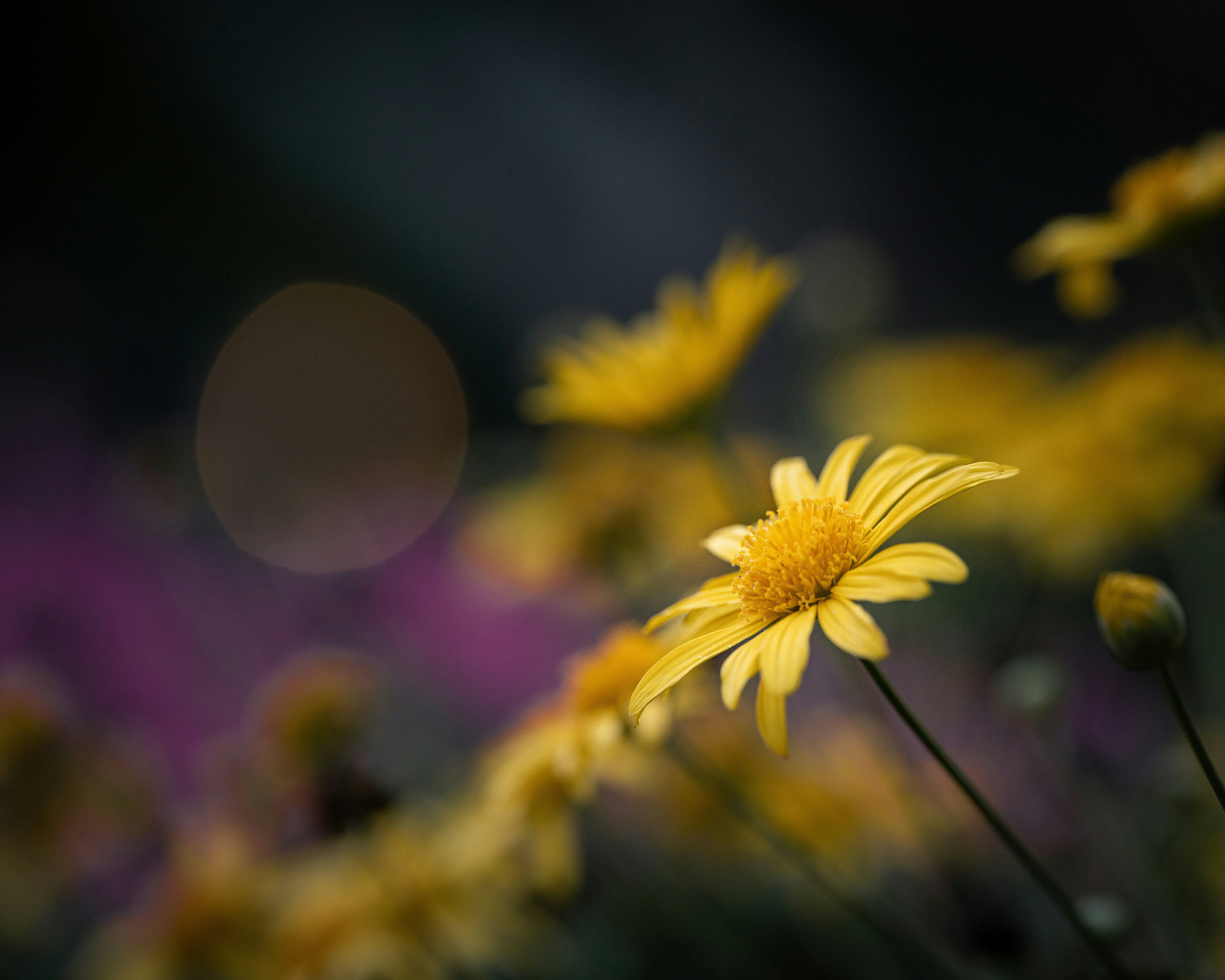Golden Daisy in Soft Focus Spotlight