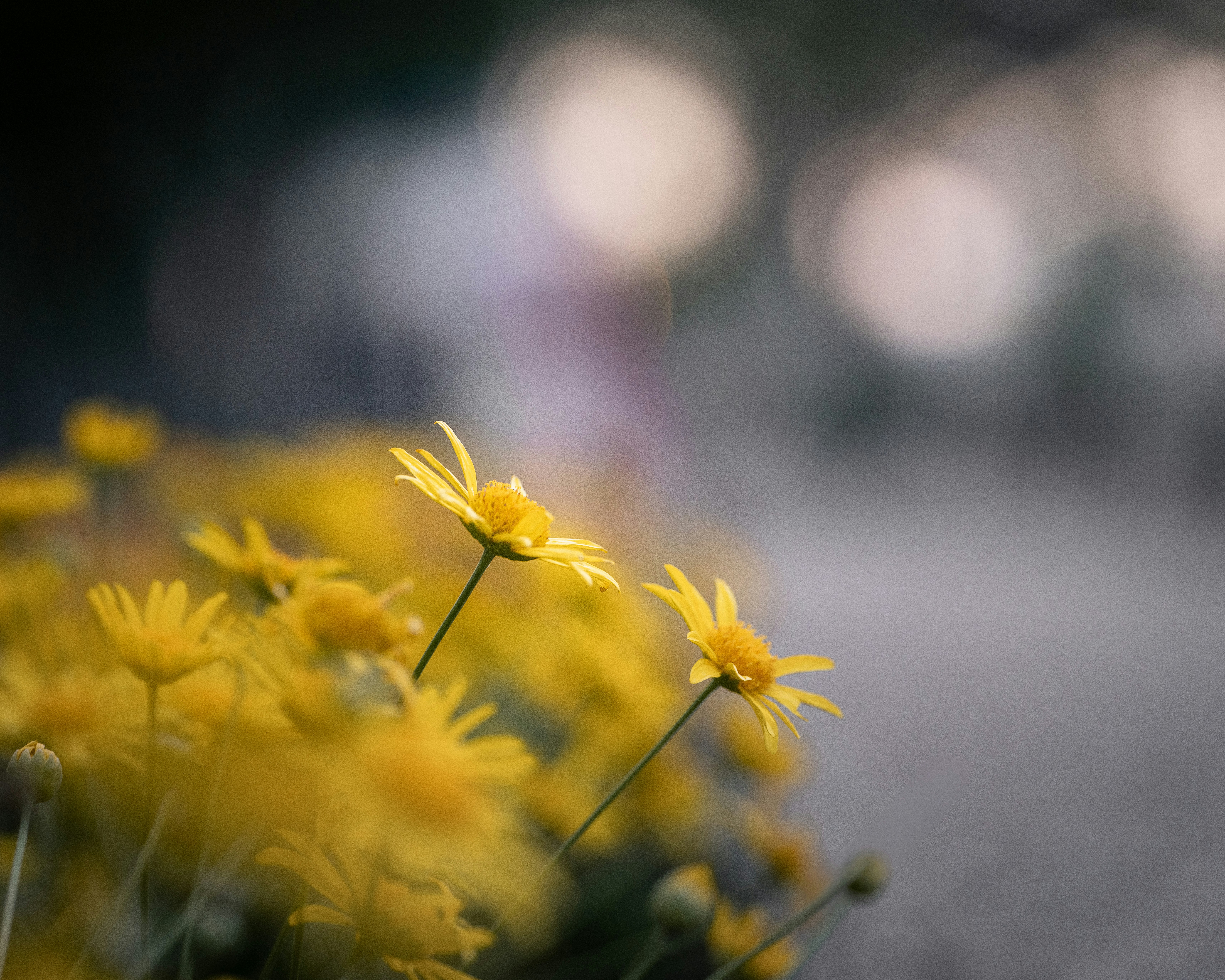 Dahlia Meadow in Soft Focus