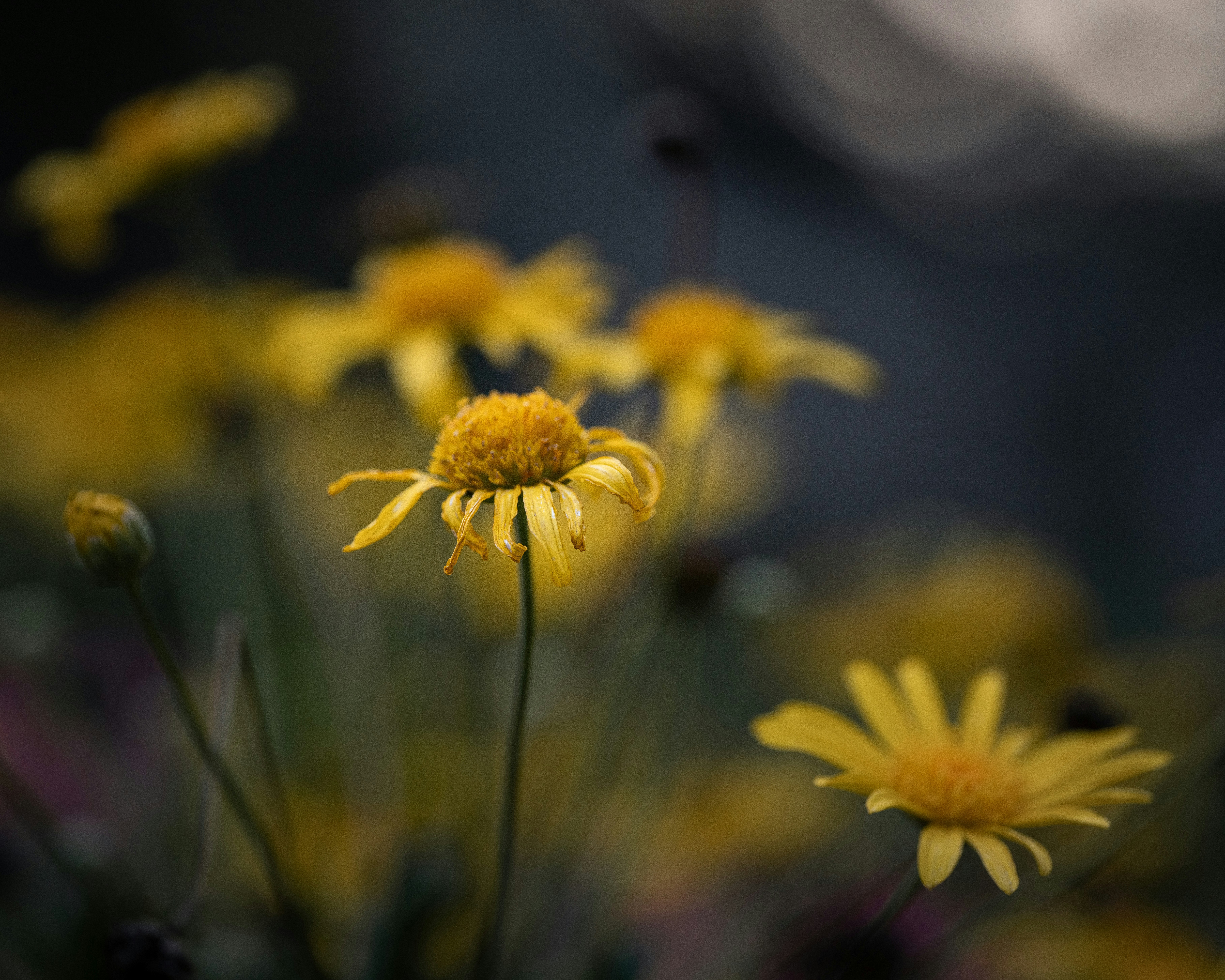 Field of Sunlit Daisies: A Sentinel in Soft Blur