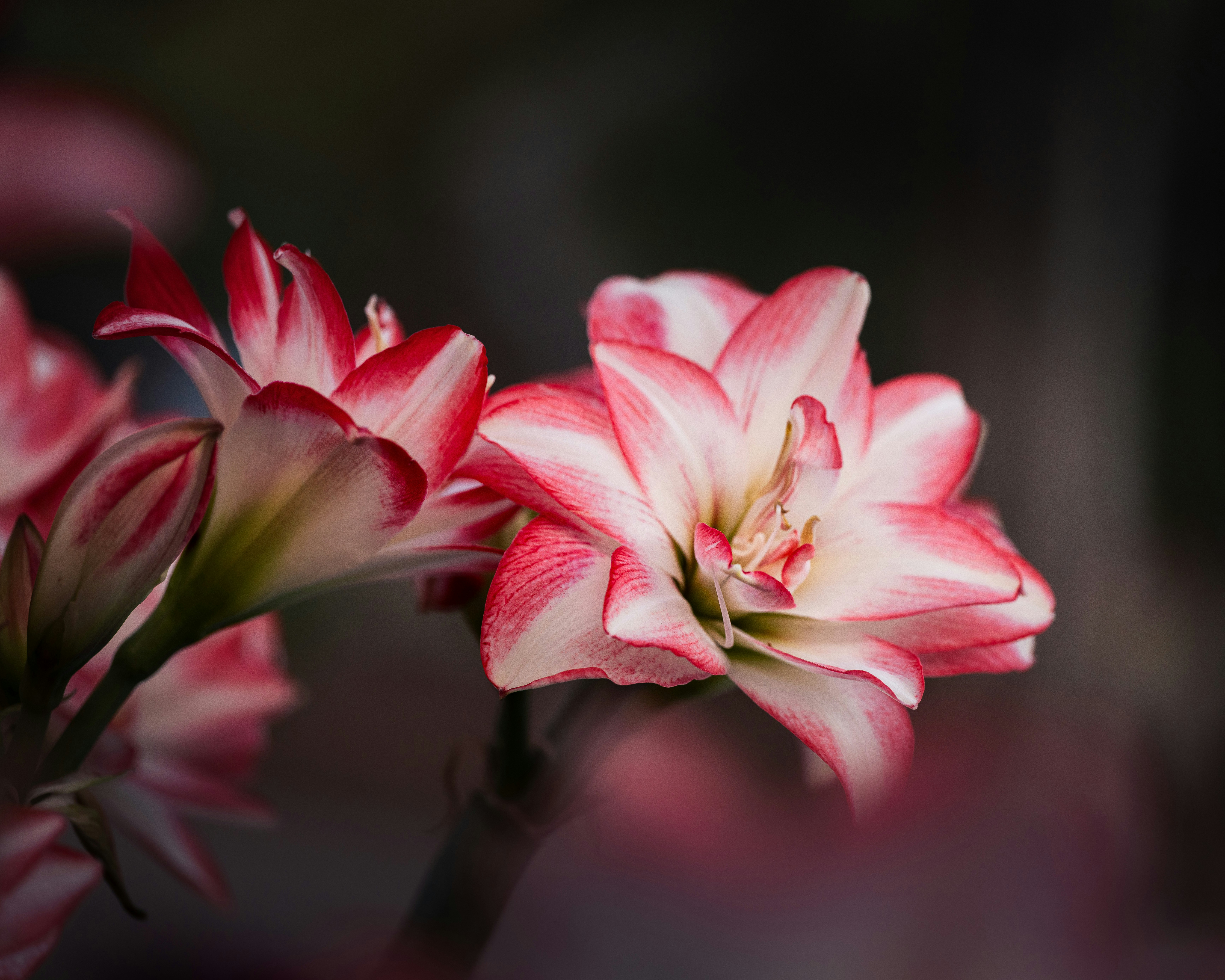 Petals in Focus: A Close-Up of Pink-White Amaryllis Bloom