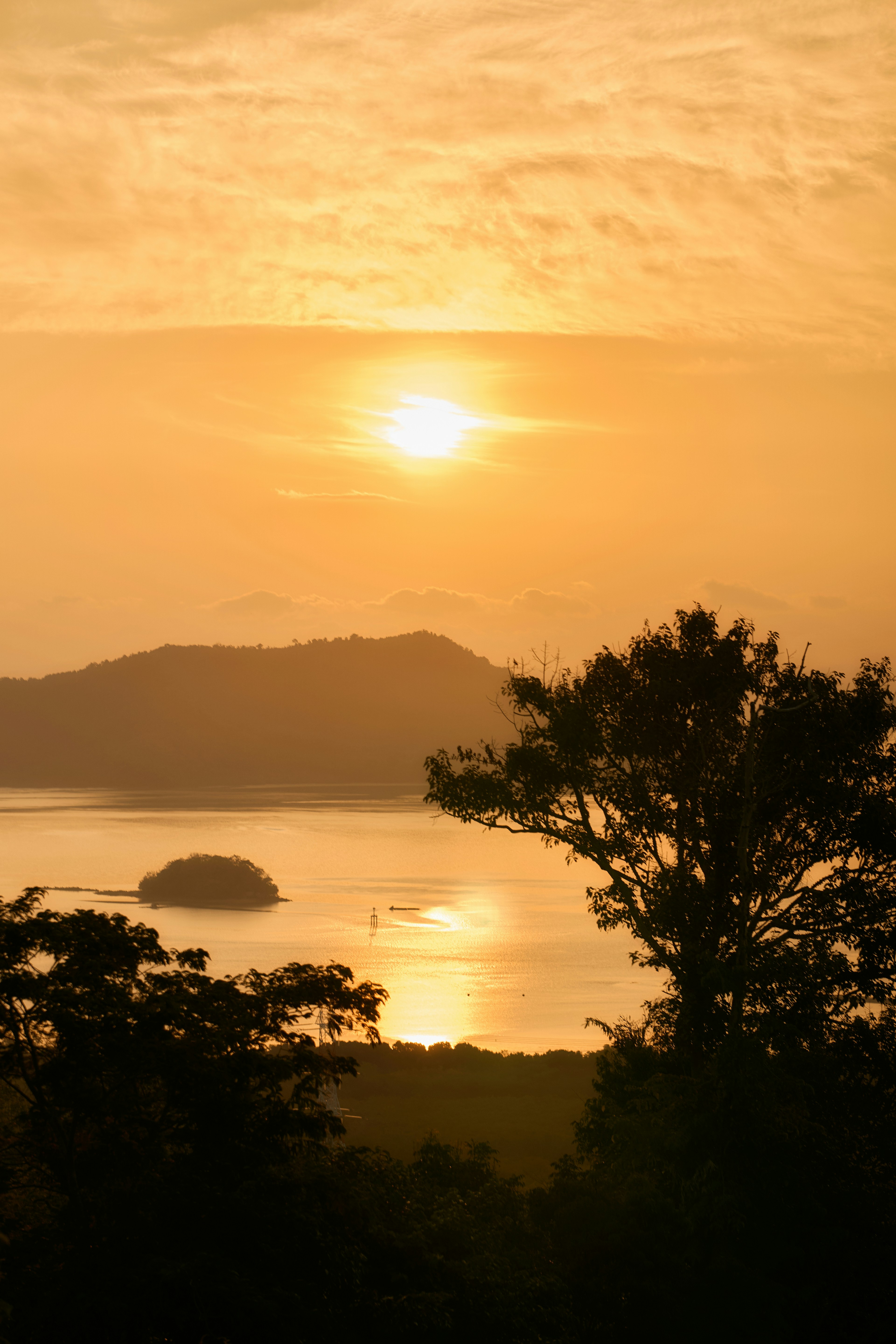 Sunlit Tides: Silhouetted Trees Against a Golden Horizon
