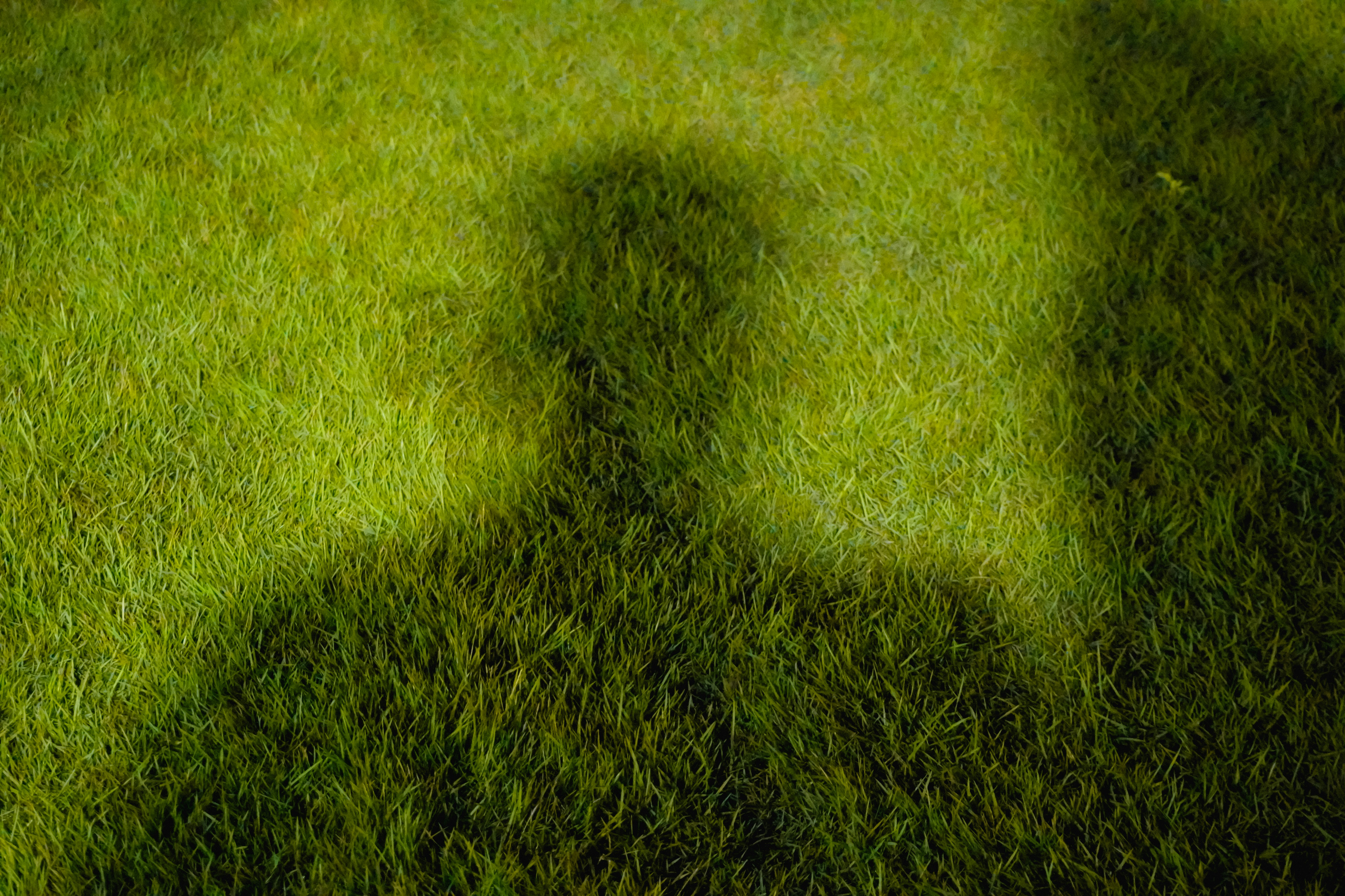 Green Field, Silent Shadow