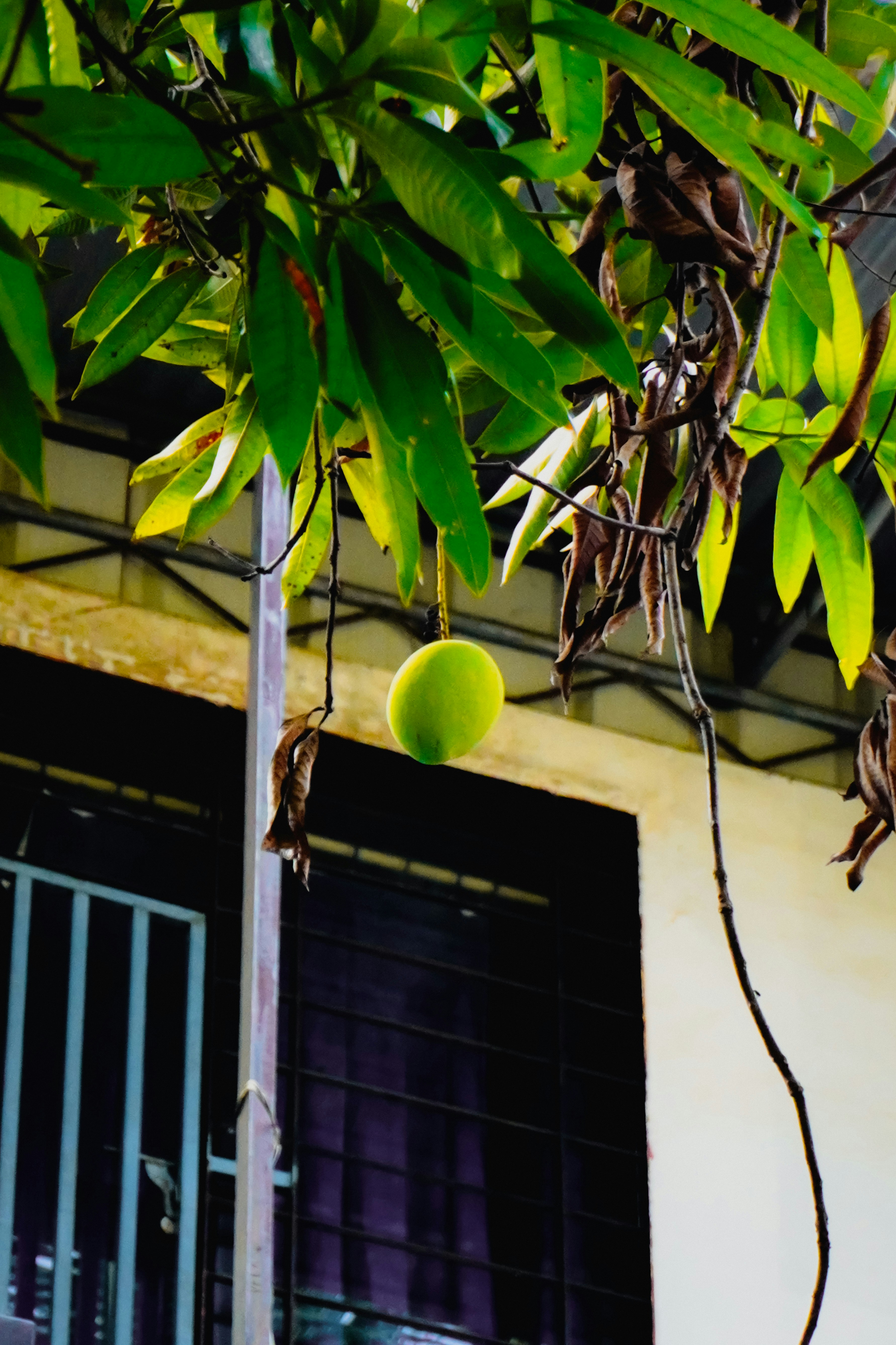 Green Mango Pendant under a Leafy Canopy against a Patinaed Porch