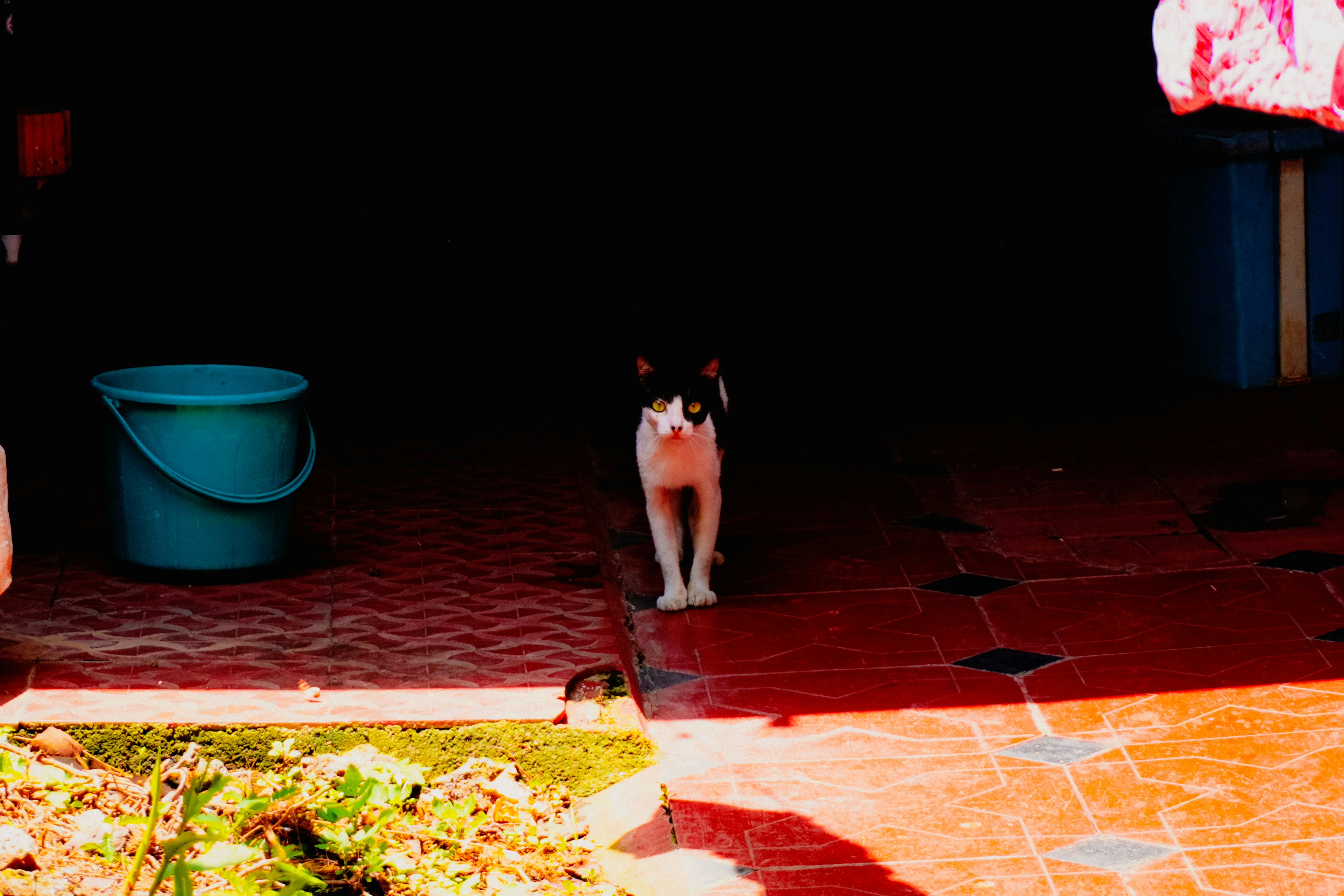 Cat in the Threshold: Quiet Watcher at Sunset Tile
