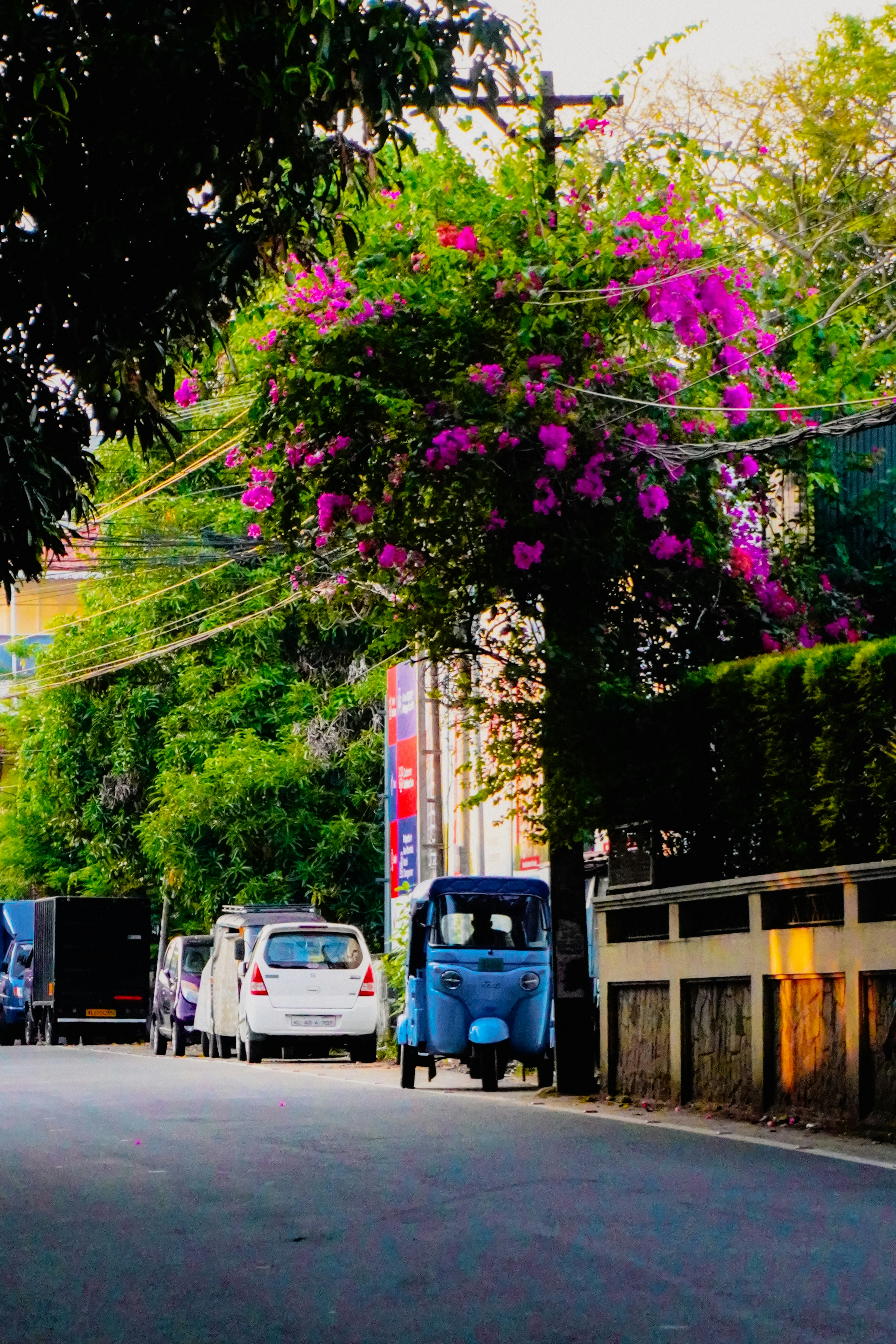 Boulevard Bloom: A Blue Auto and Pink Cascade Under Quiet Power Lines