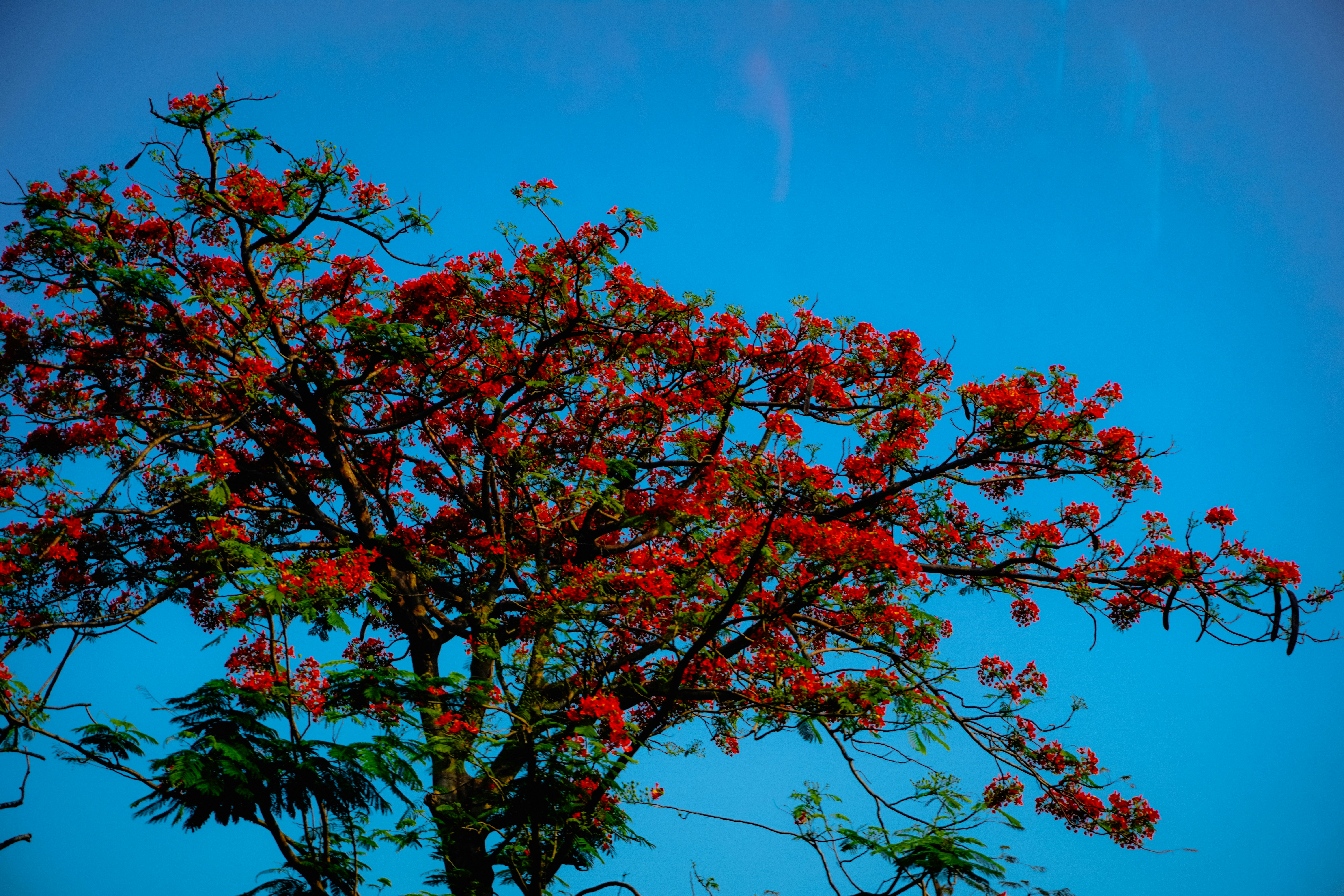 Crimson Canopy Against a Painted Sky