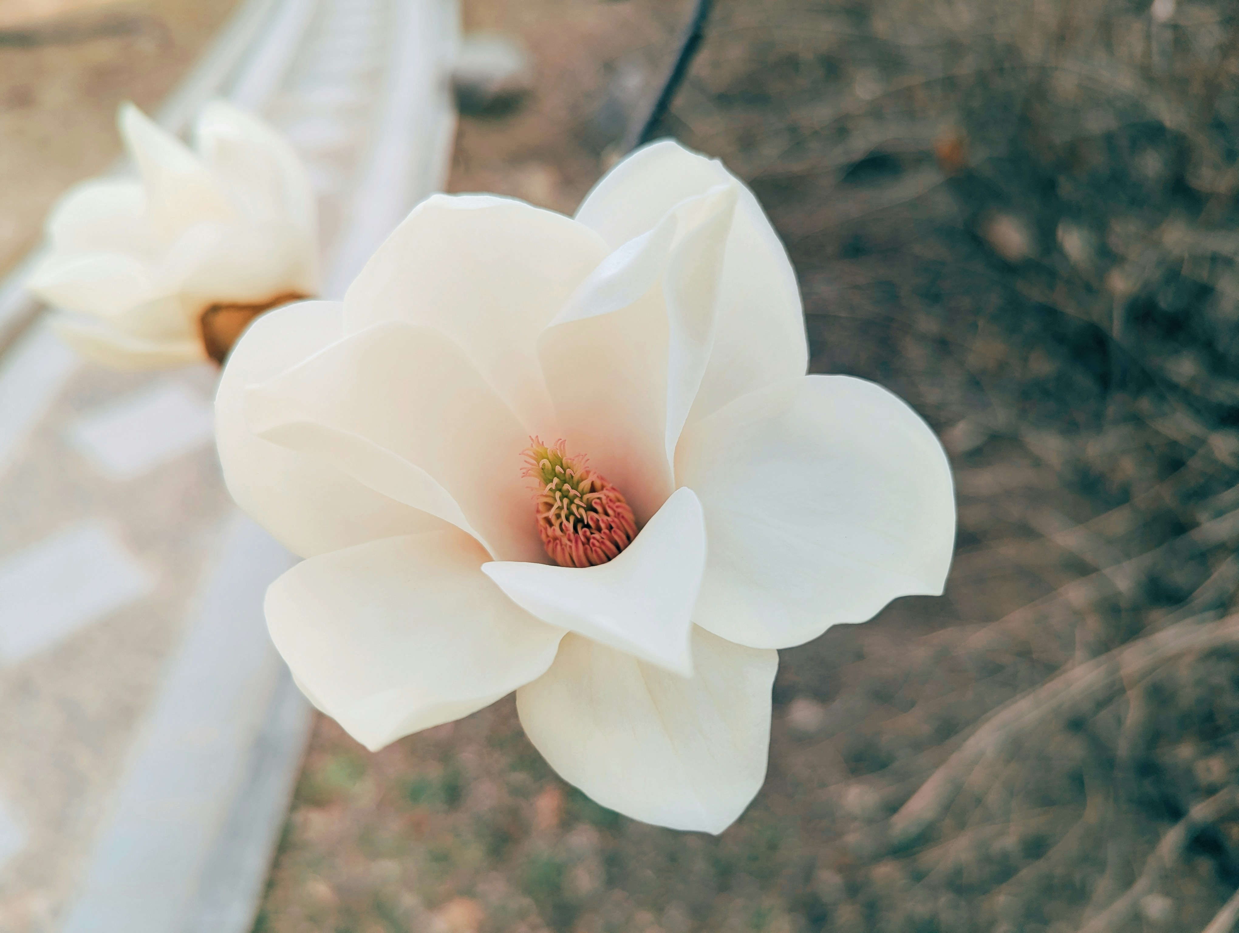 Bloom in Focus: A Delicate Magnolia Petal Close-Up