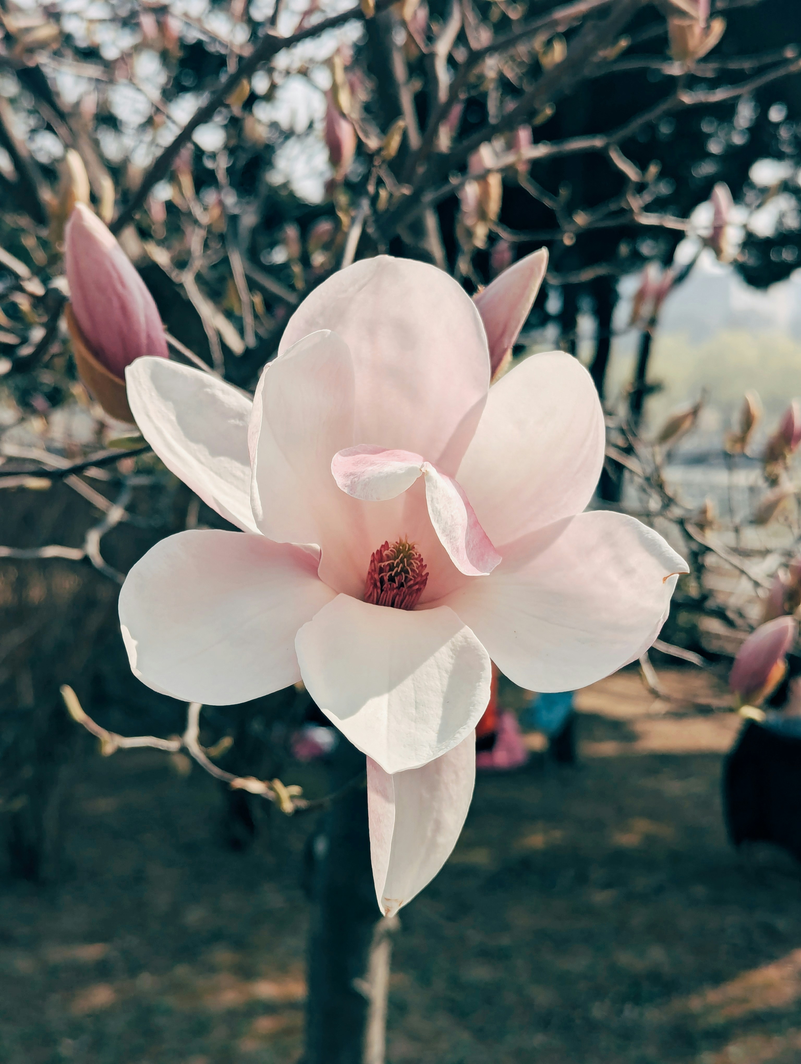Soft Magnolia in Early Spring Light
