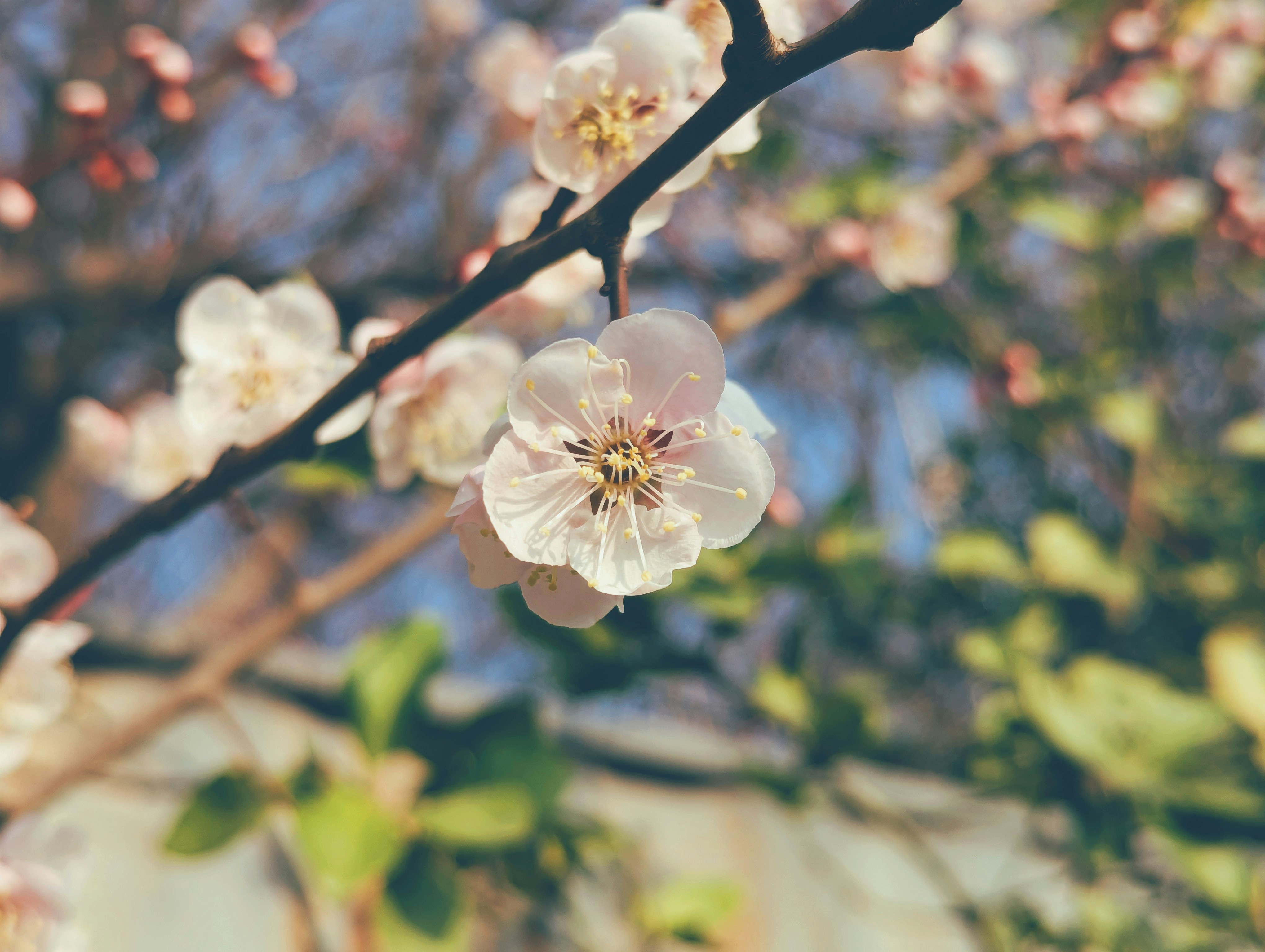 Blossom Spotlight: A Close-Up of Pale Pink Cherry in Spring Light