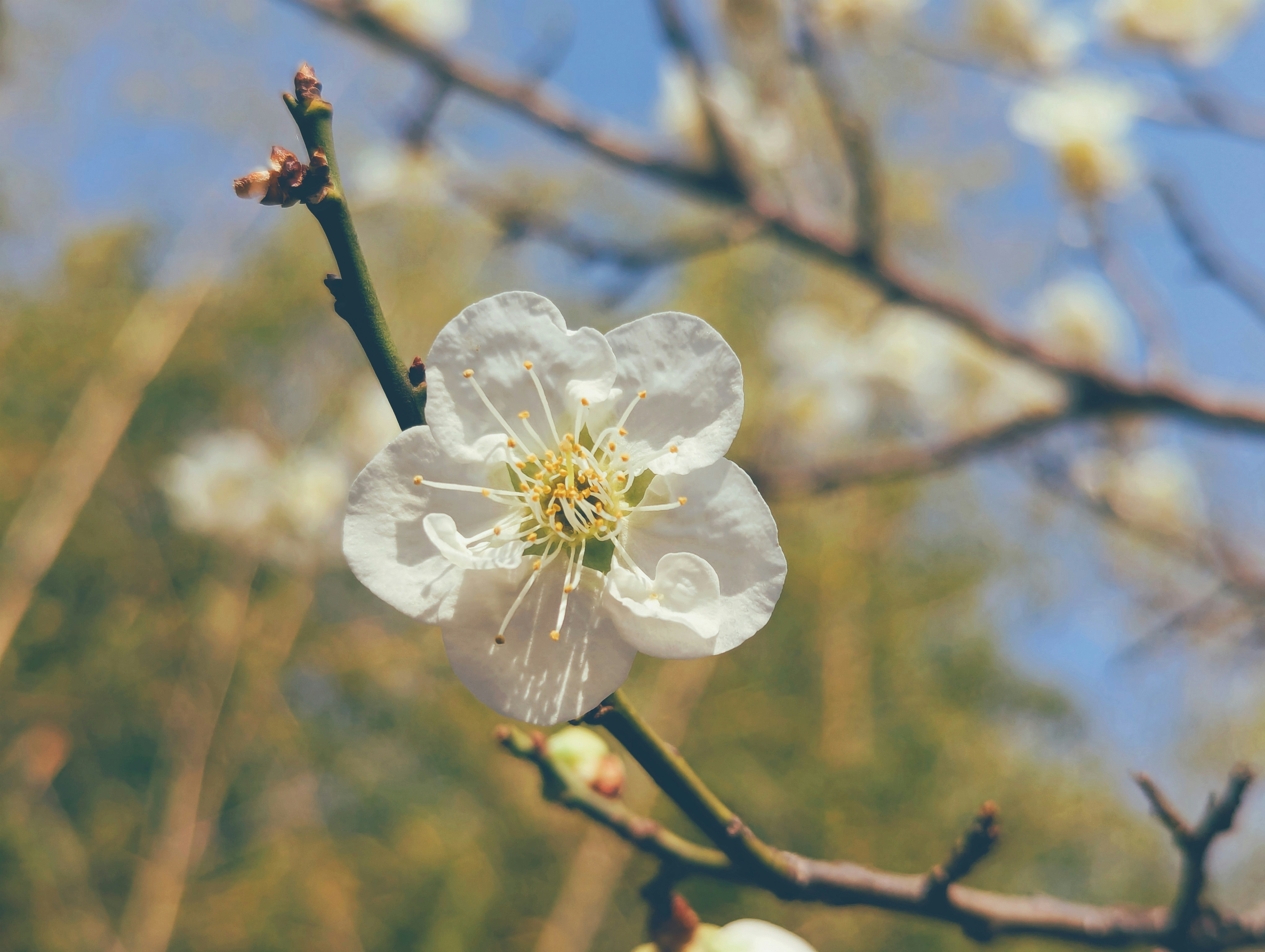 White blossom in focus against sunlit bokeh