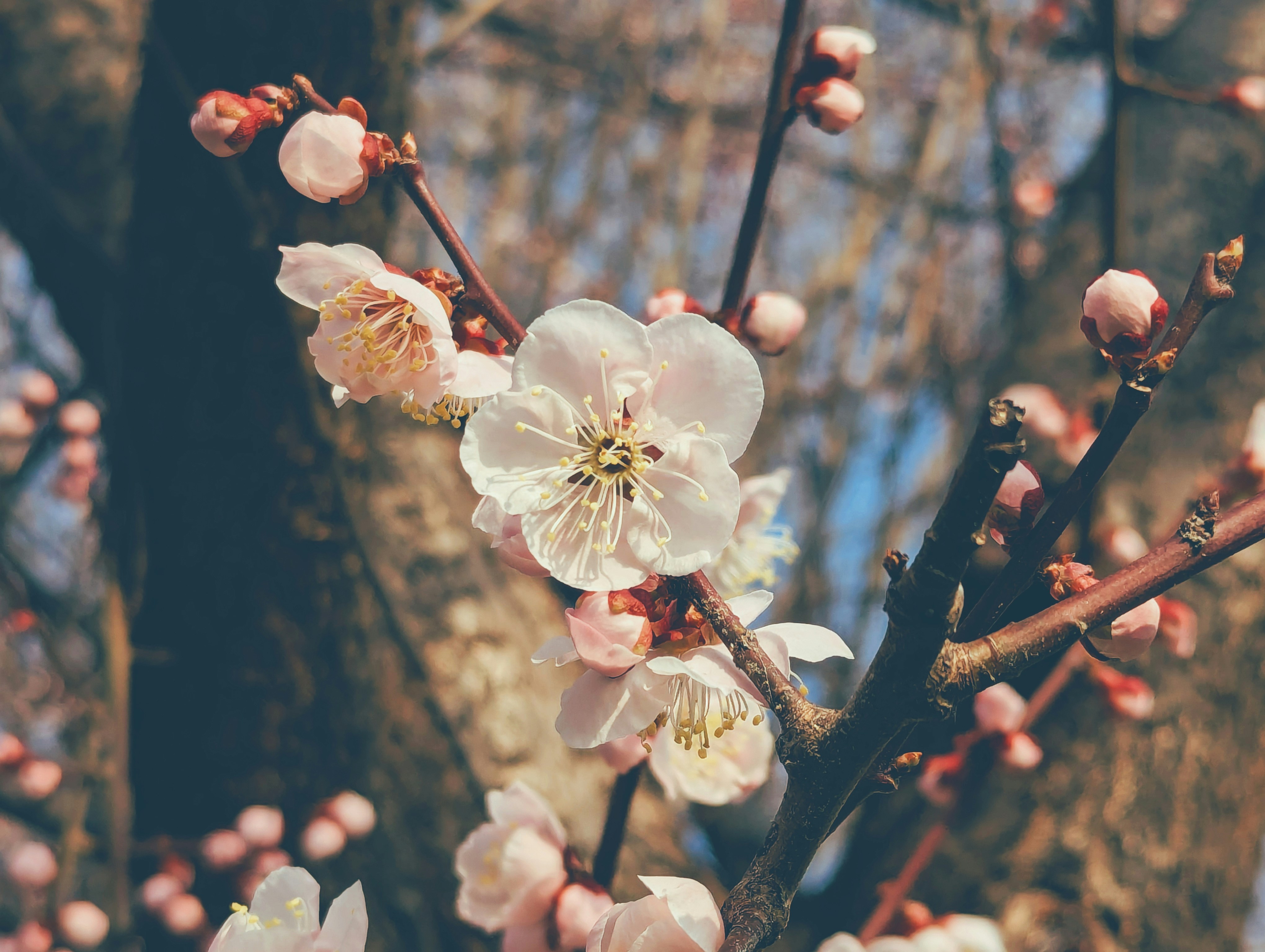 Bloomed in Focus: White Petals Against Weathered Bark