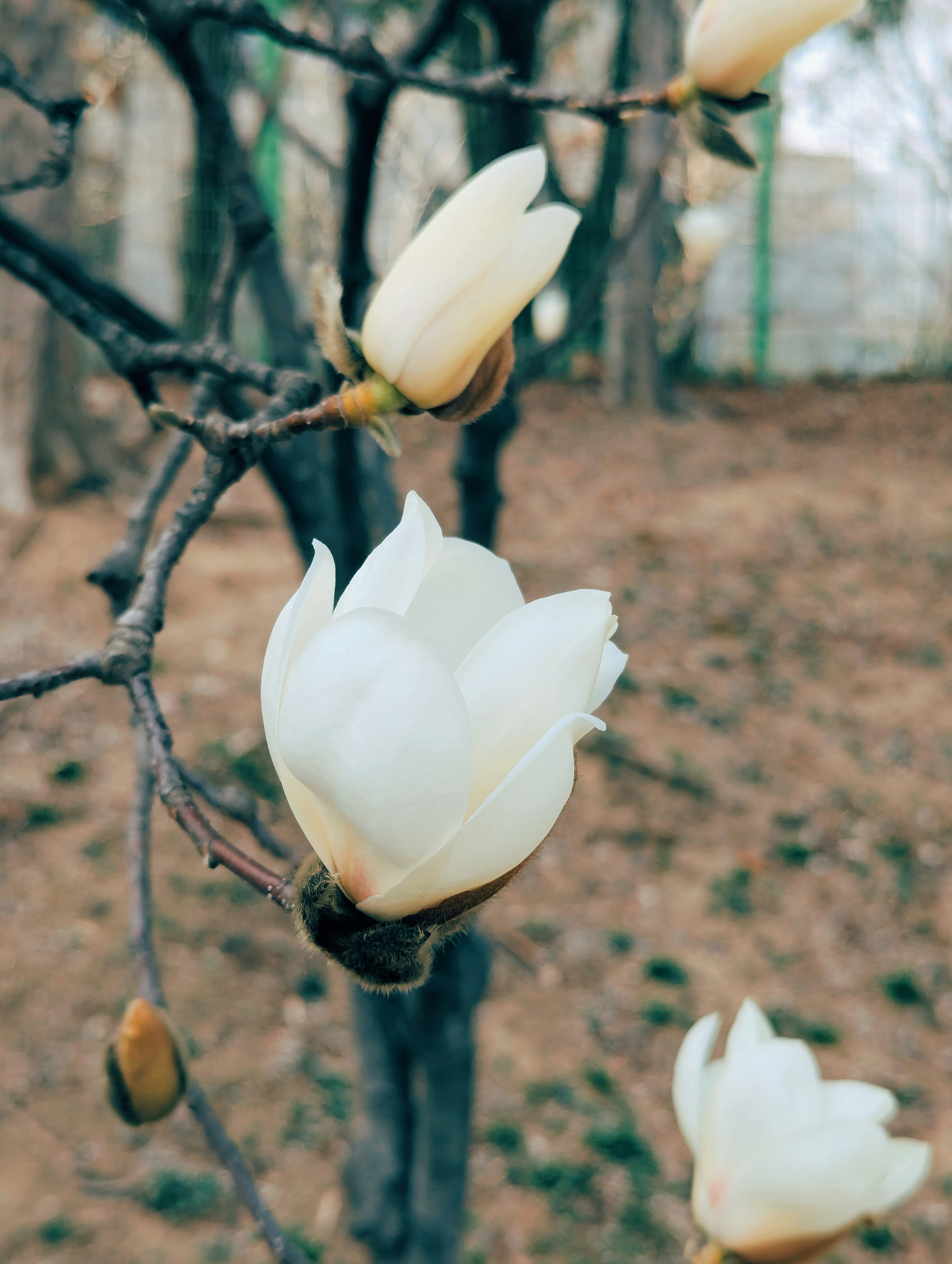 White Magnolia in Focus: Delicate Bloom Against Earthy Orchard