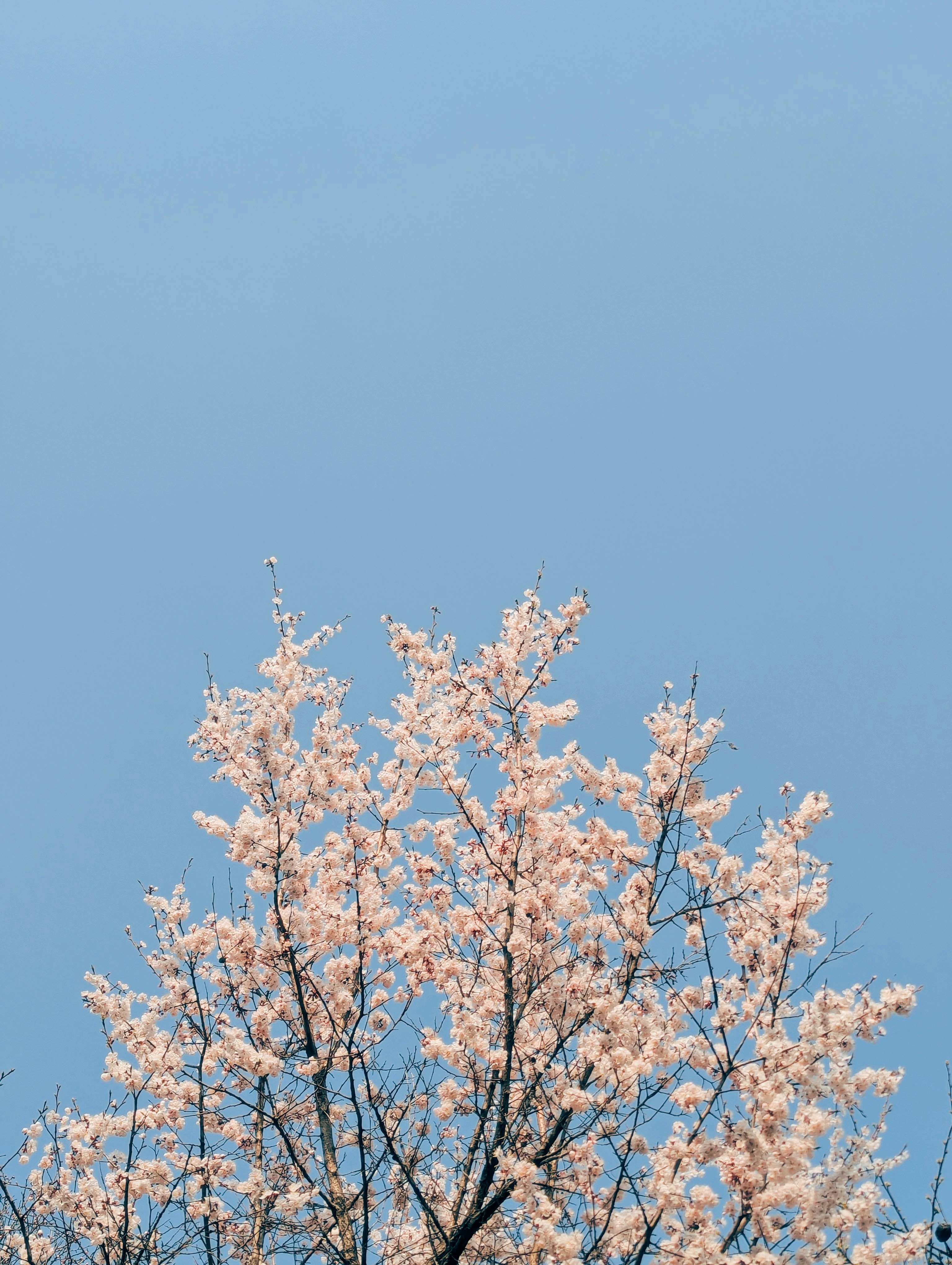 Blossoms Crown the Sky