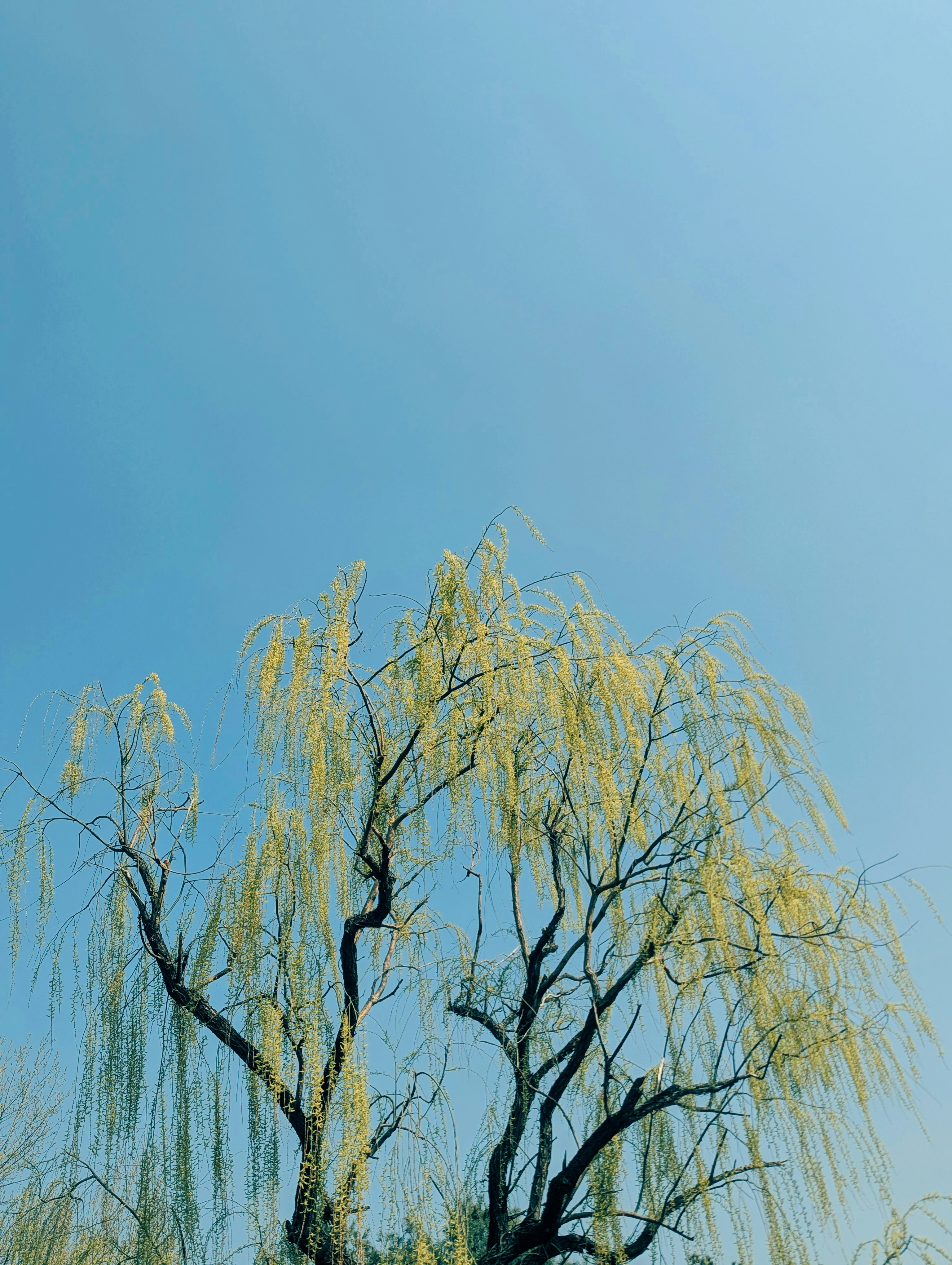 Willow Whisper under a Clear Sky