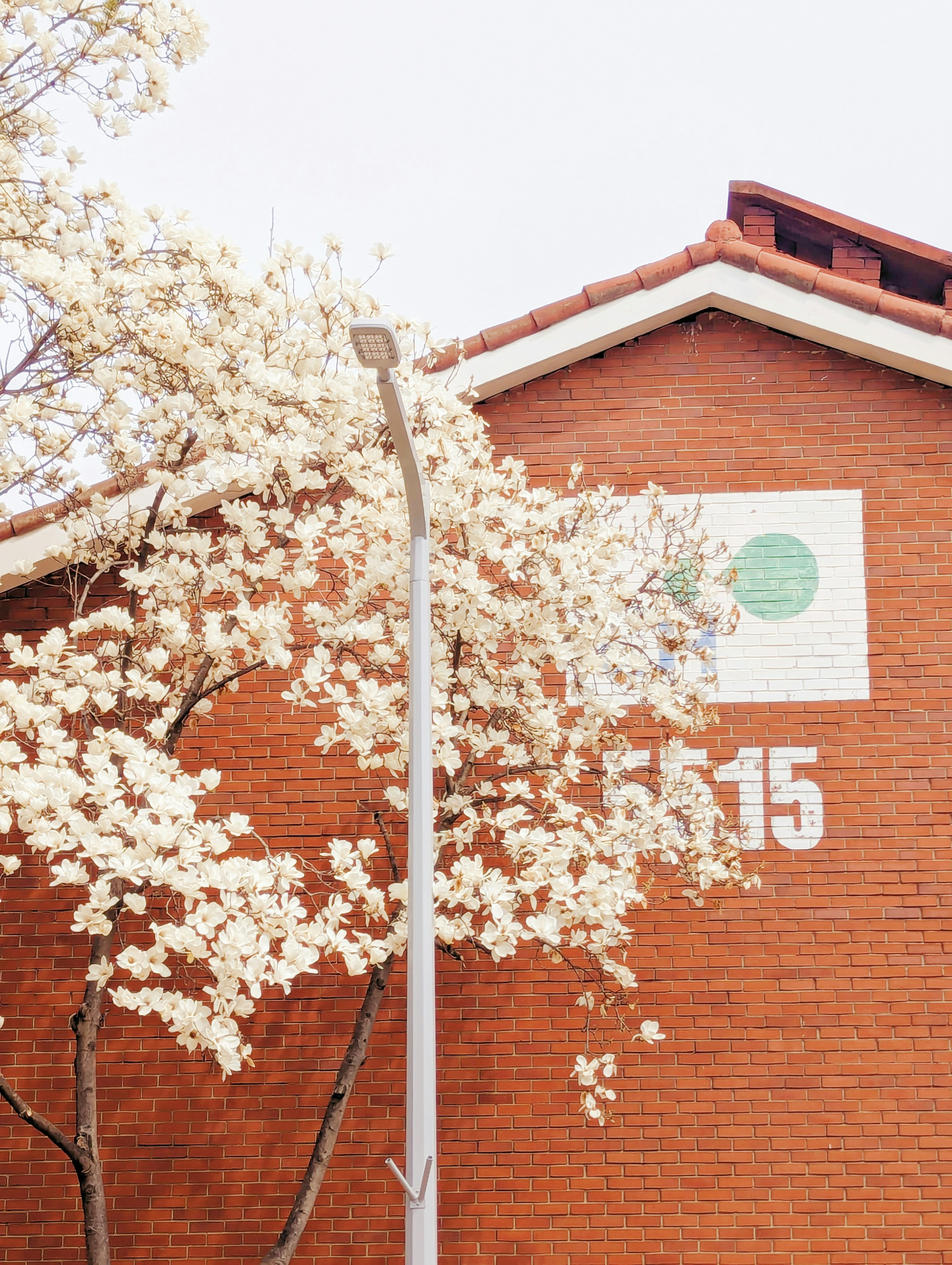 Blossoms Meet Brick: A Quiet Streetlight Under Spring Bloom