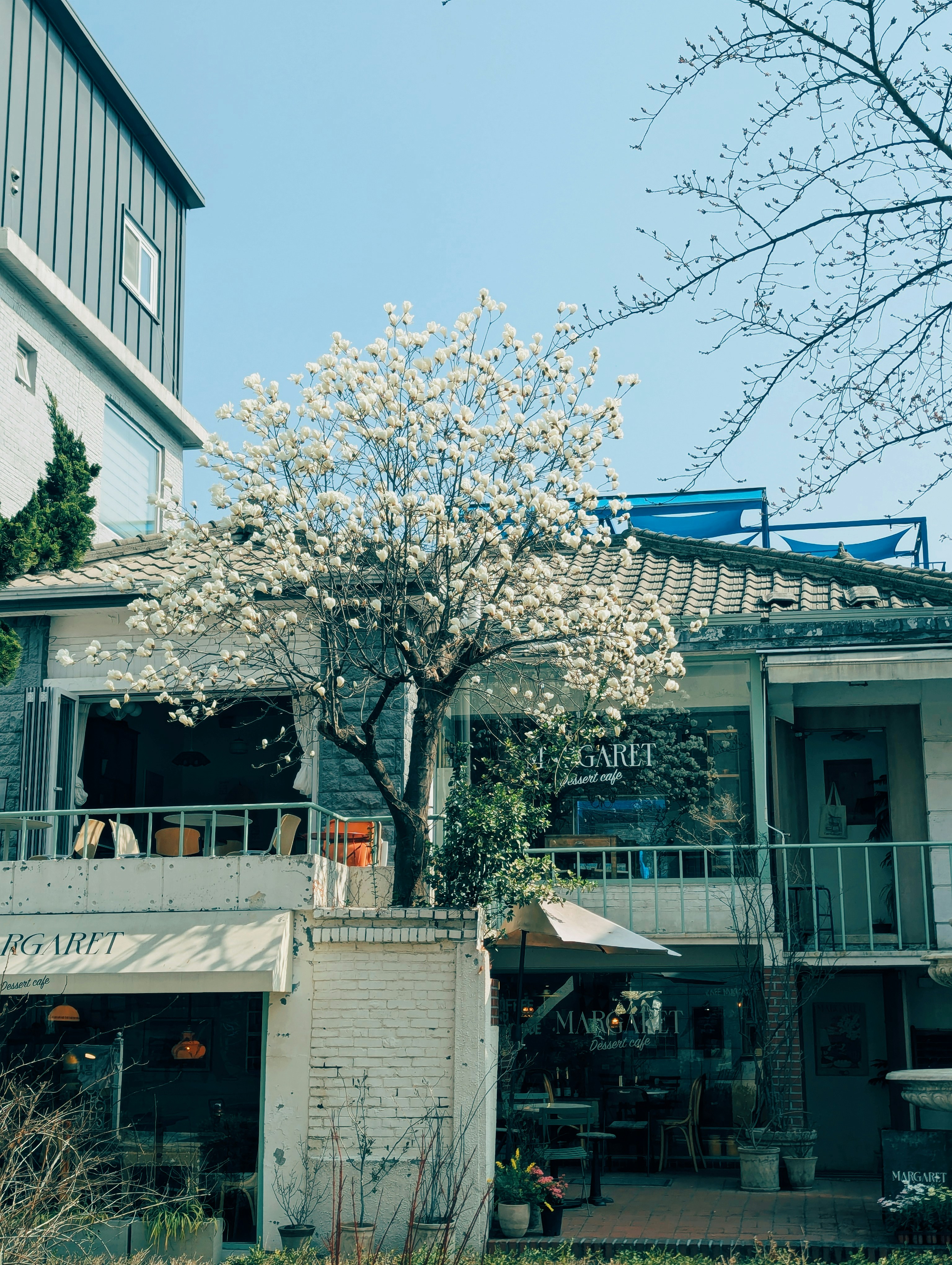 Blossom Tree Framing a Quiet Street Café